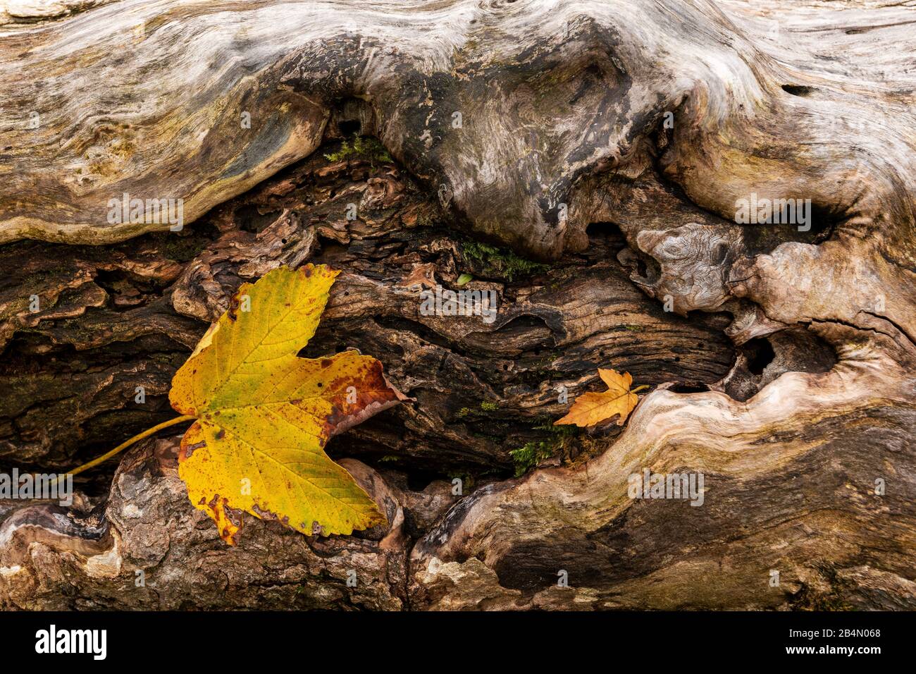 Autumn leaves on an old maple tree in the maple floor with wooden ...
