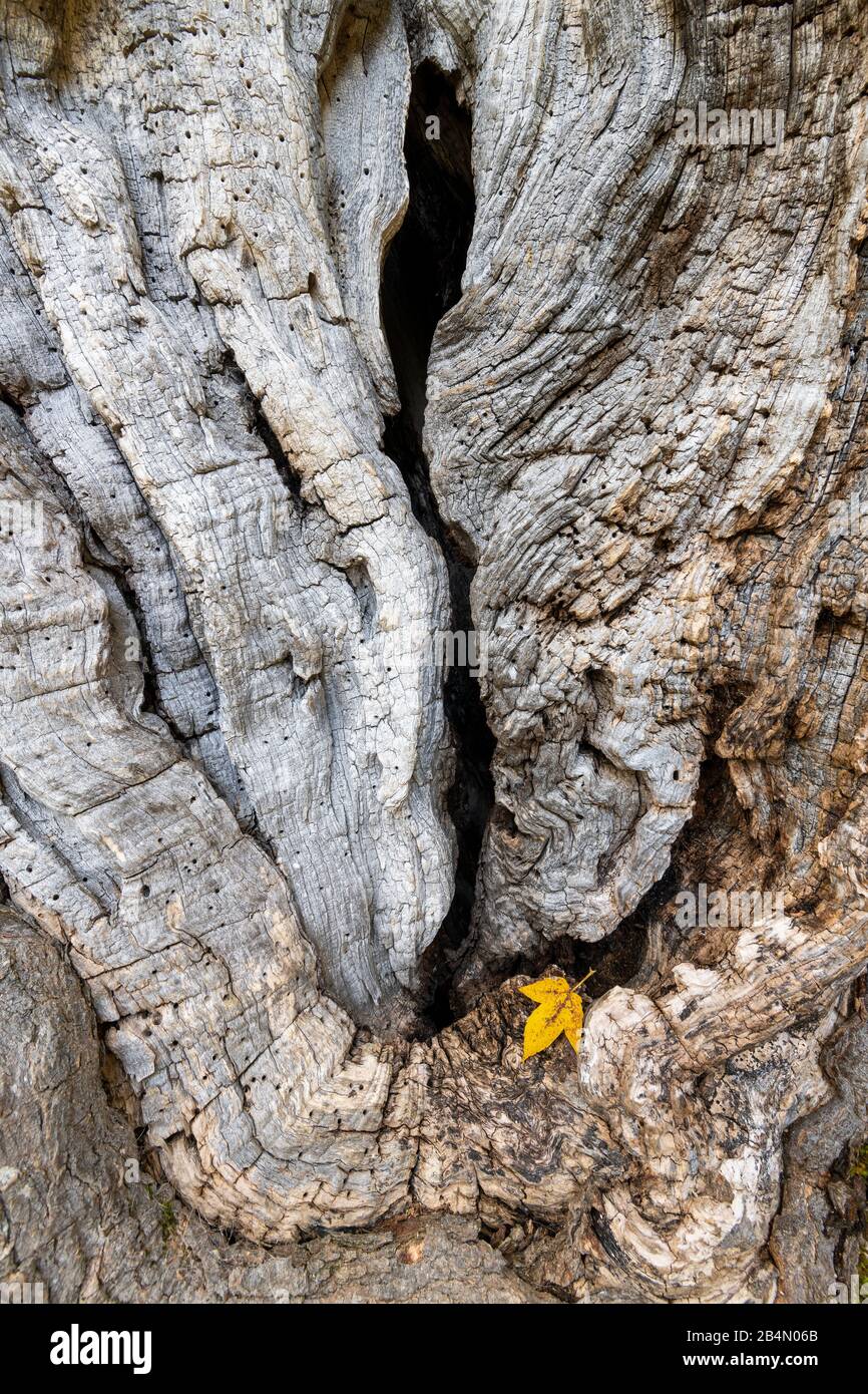 Trunk of a very old maple tree in the Karwendel with a golden maple ...