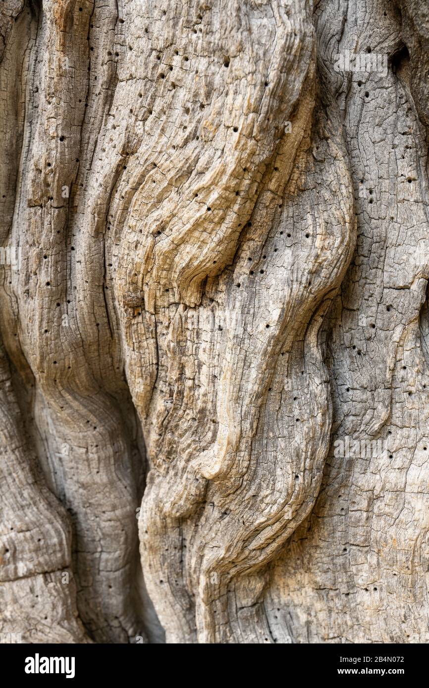 Trunk of a very old maple tree in the Karwendel Stock Photo - Alamy