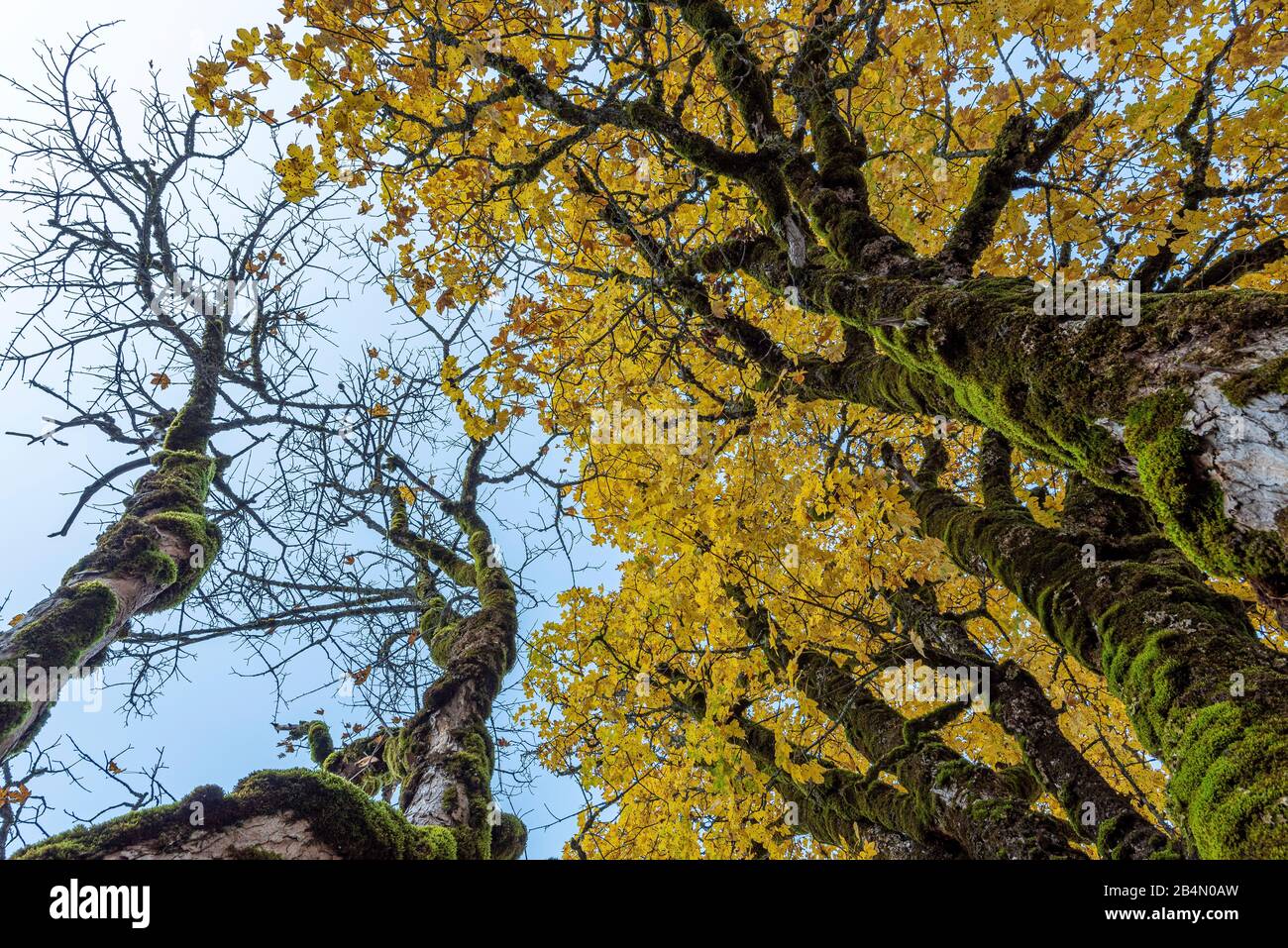 View from the ground up to old maple trees hi-res stock photography and ...