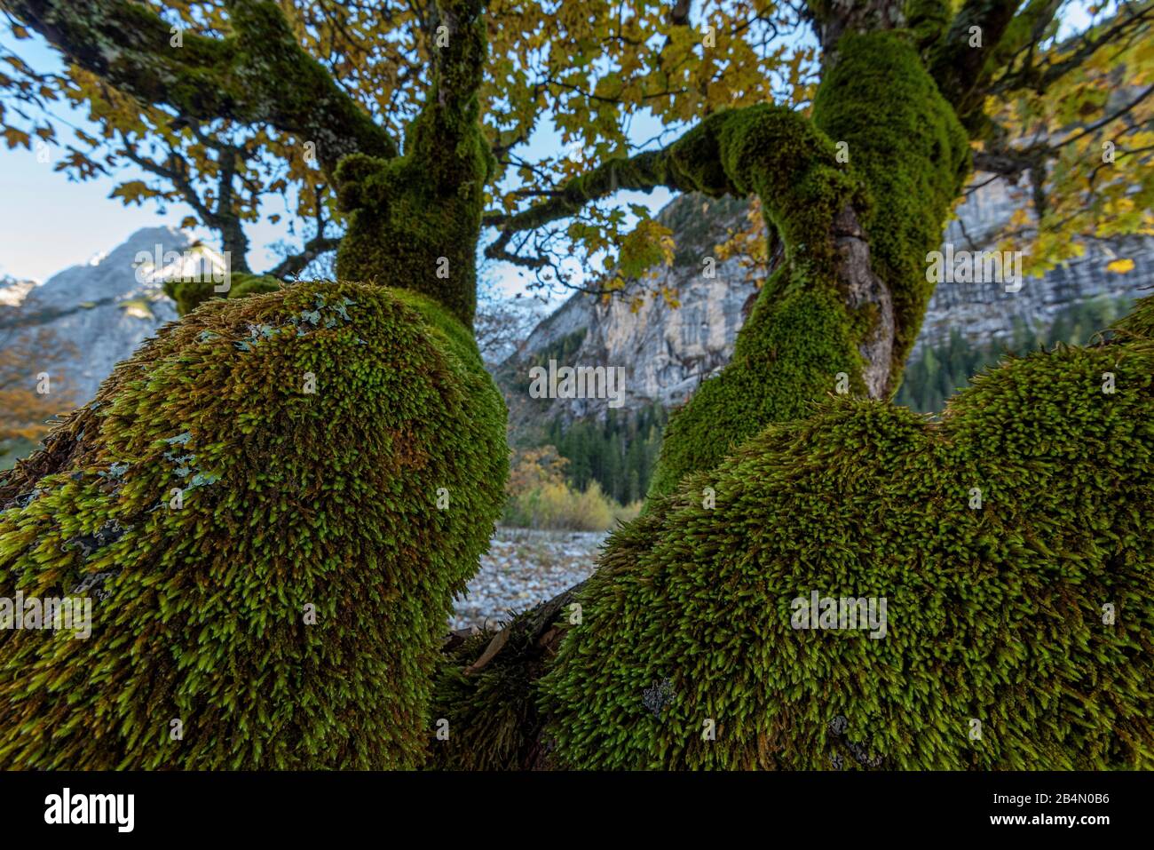 Old maple tree hi-res stock photography and images - Alamy