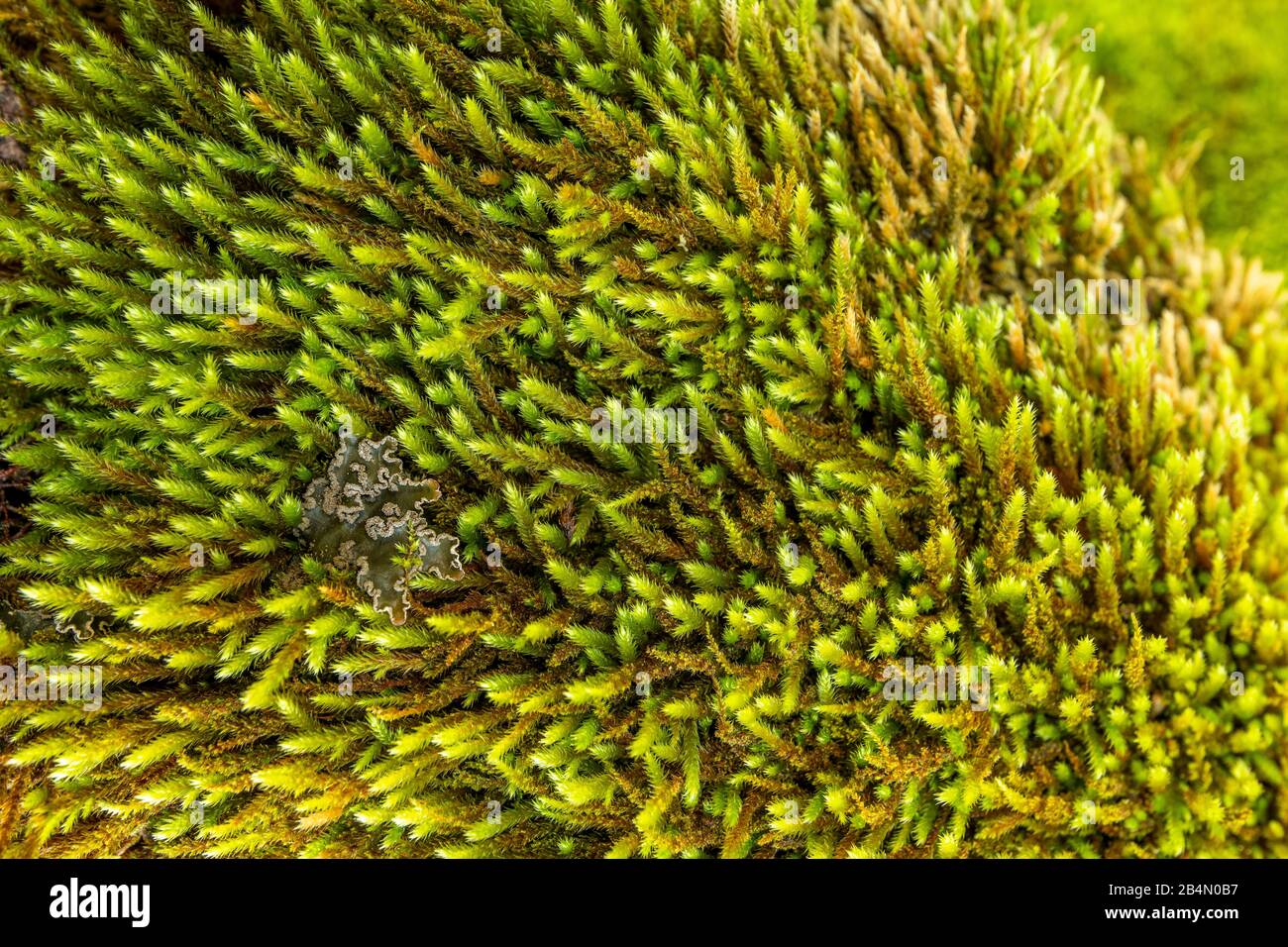 Moss and lichen on a maple tree in the Karwendel Stock Photo - Alamy