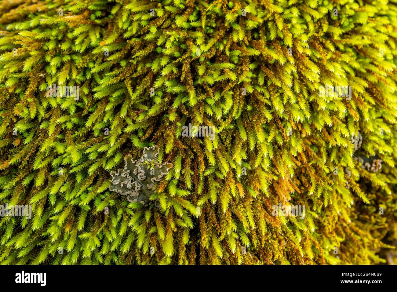 Moss and lichen on a maple tree in the Karwendel Stock Photo - Alamy