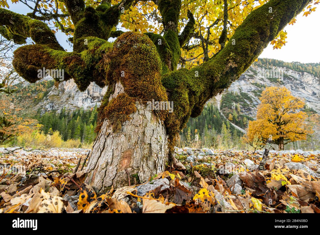 Variegated sycamore hi-res stock photography and images - Alamy