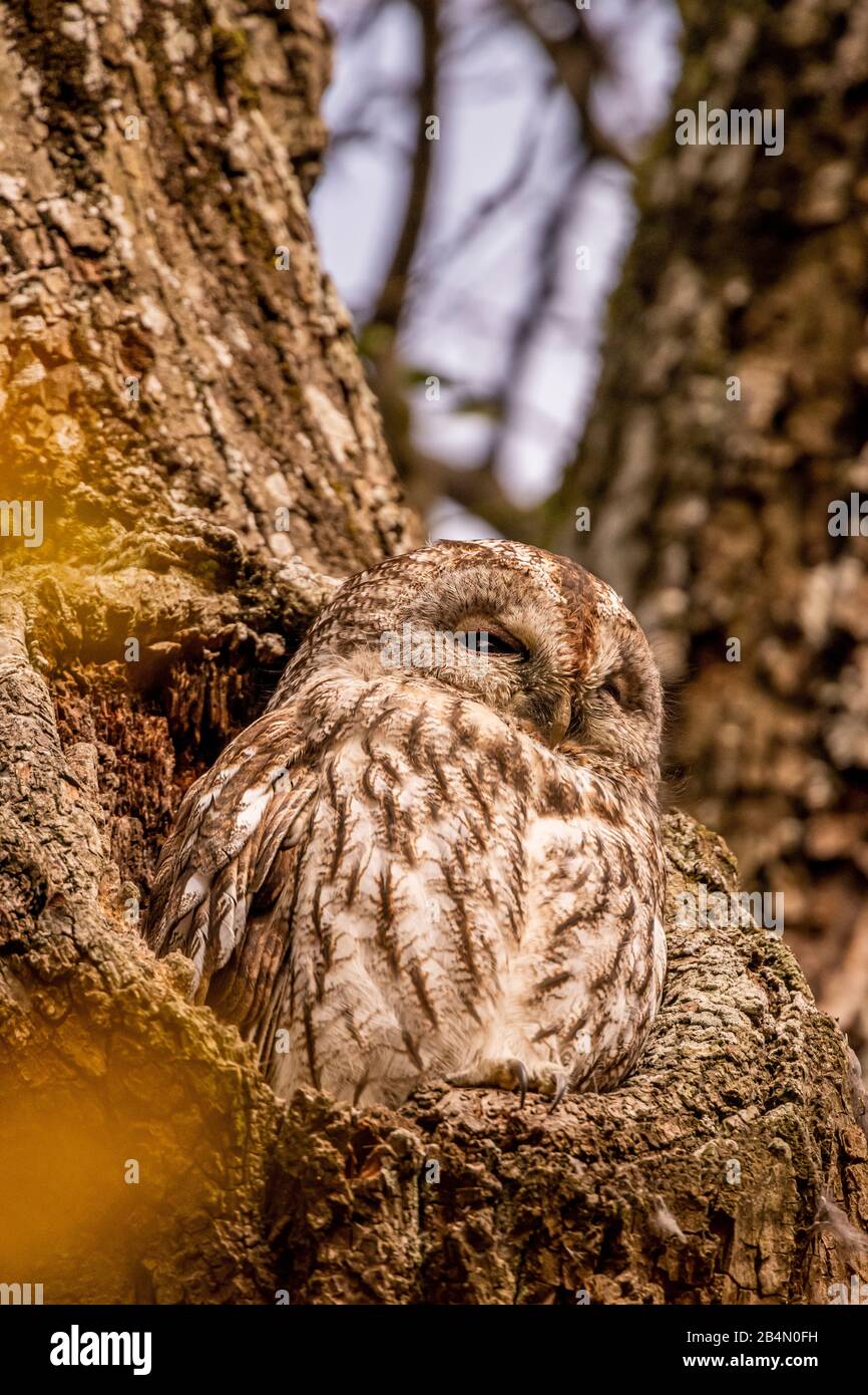 Tawny owl at its waiting area Stock Photo - Alamy