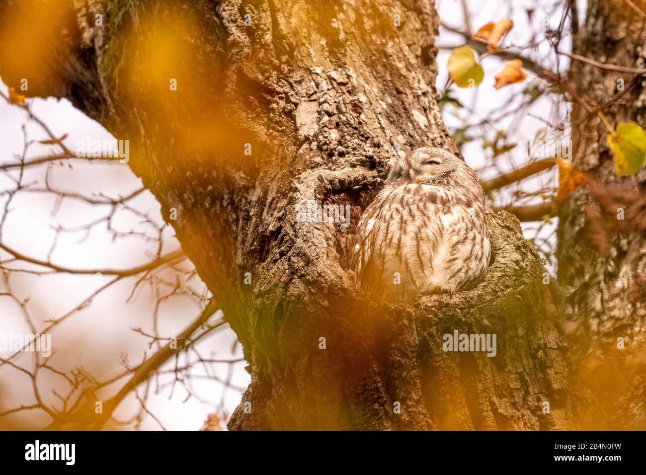 Tawny owl at its waiting area Stock Photo - Alamy