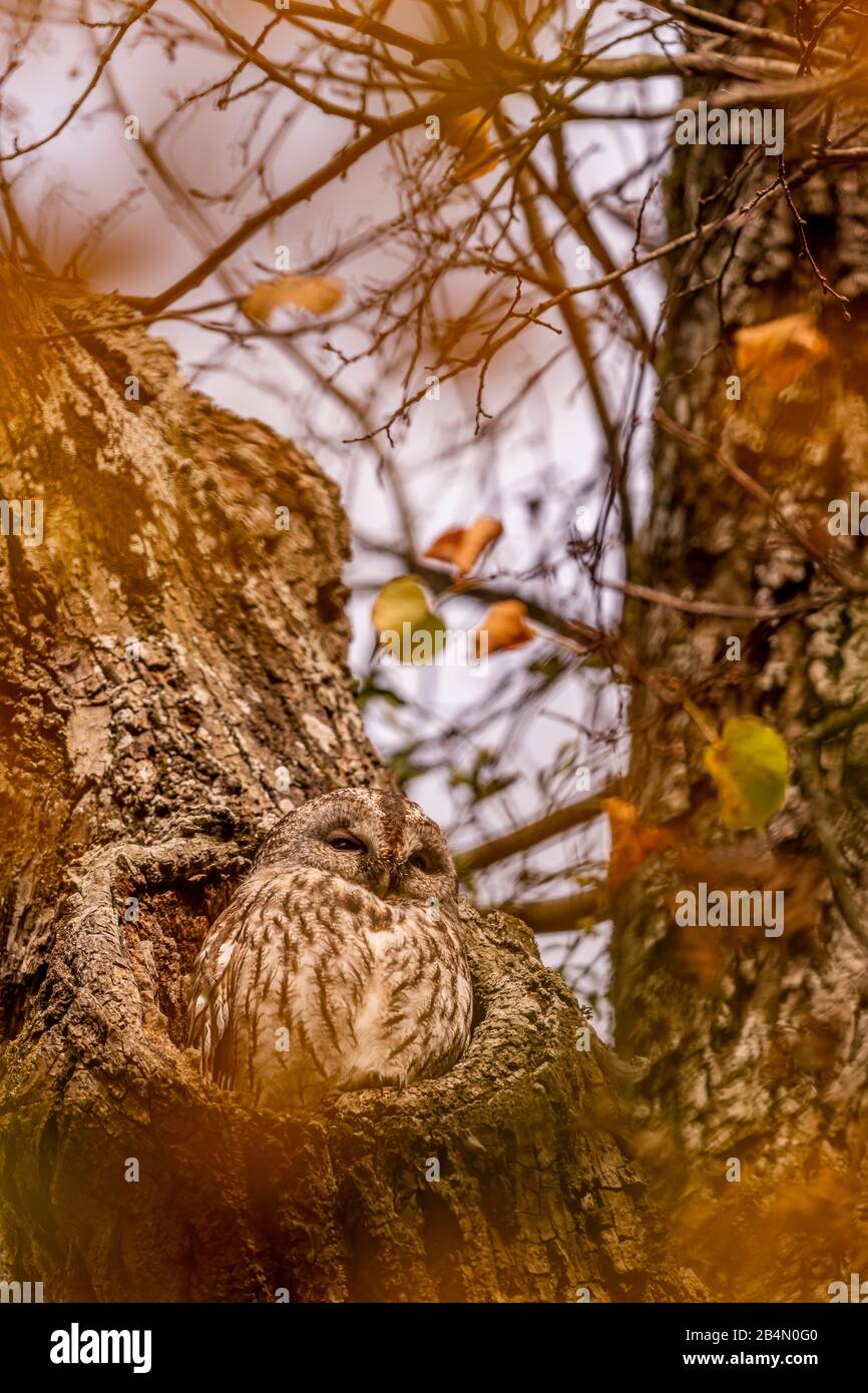 Tawny owl at its waiting area hi-res stock photography and images - Alamy