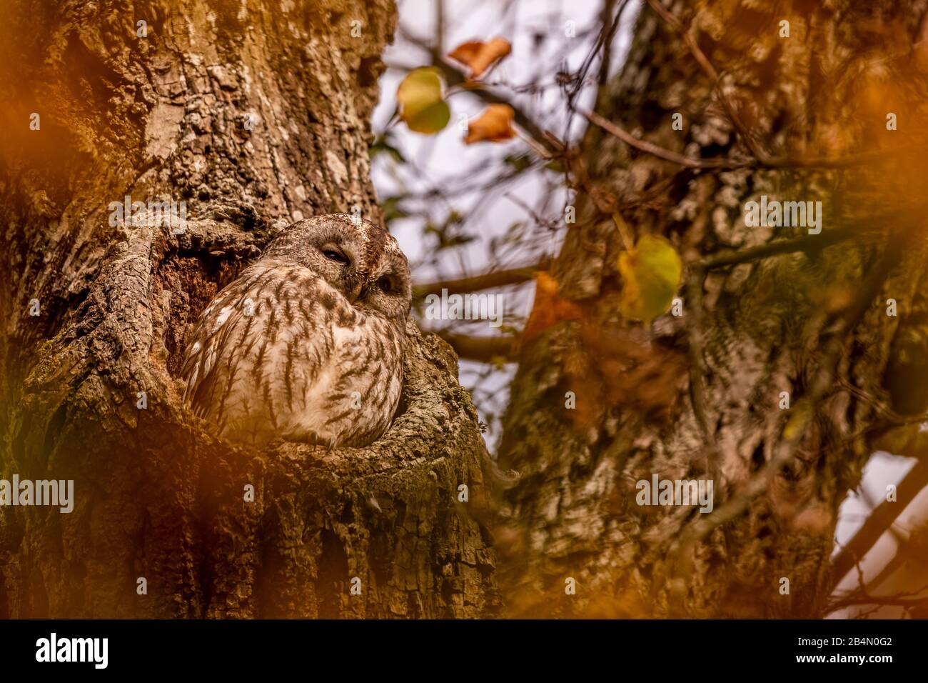 Tawny owl at its waiting area Stock Photo - Alamy