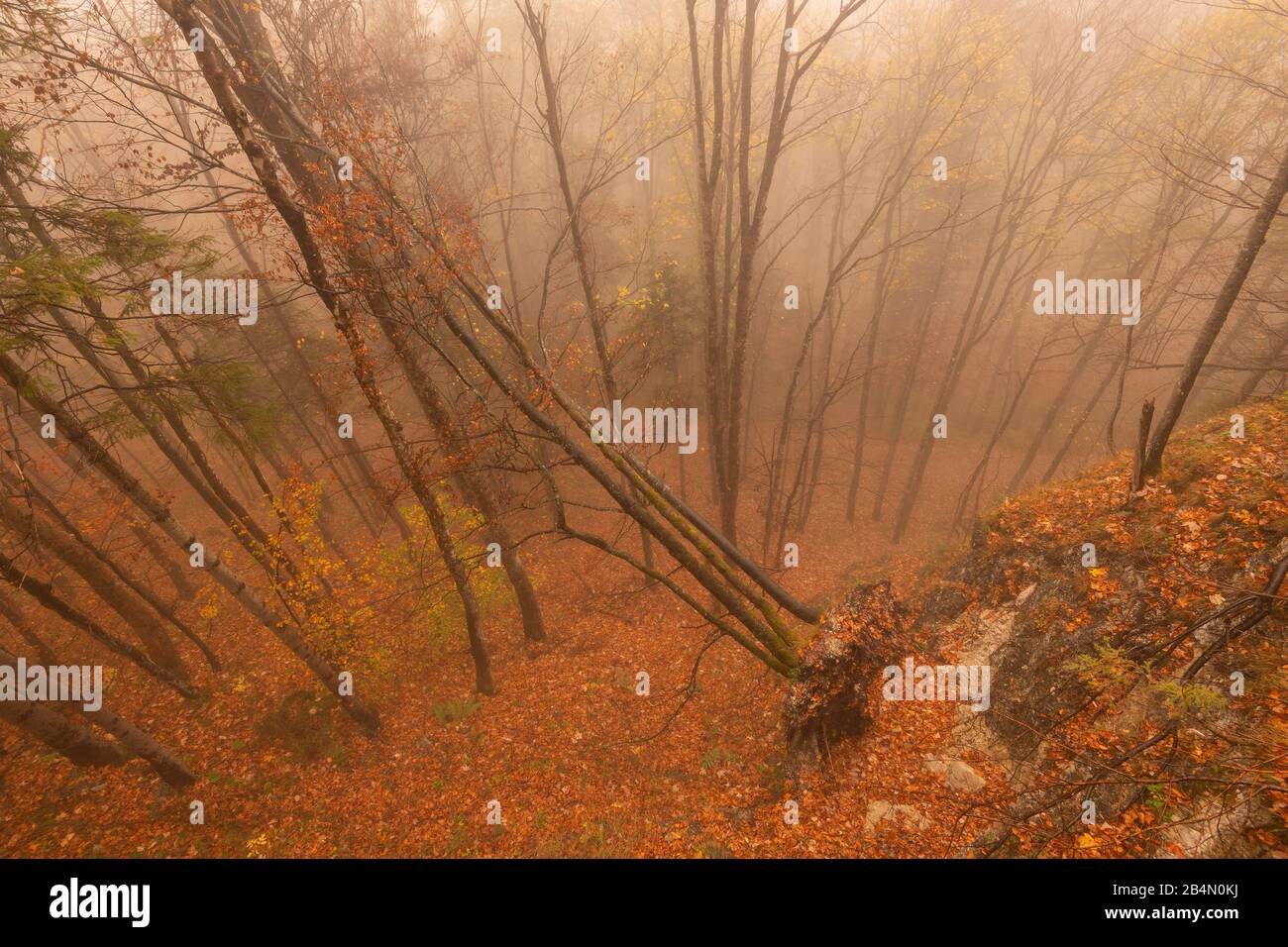 Trees photographed from above in autumn hi-res stock photography and ...