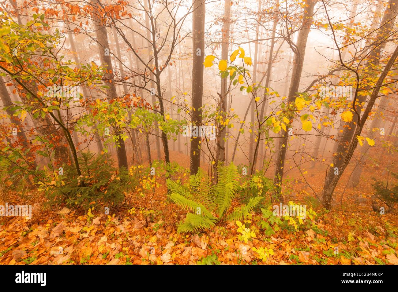 Colorful leaf edge hi-res stock photography and images - Alamy