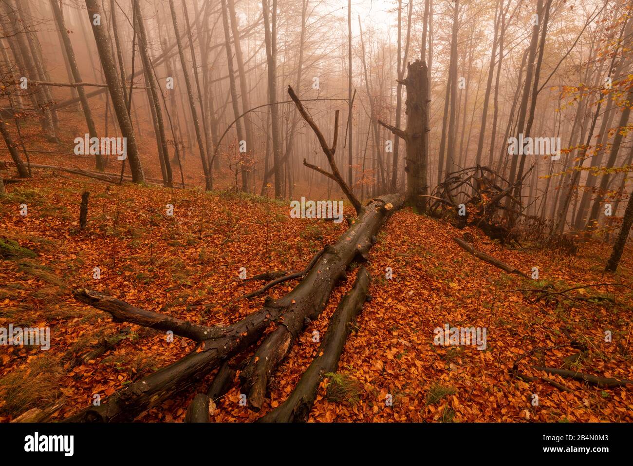 Old broken tree hi-res stock photography and images - Alamy