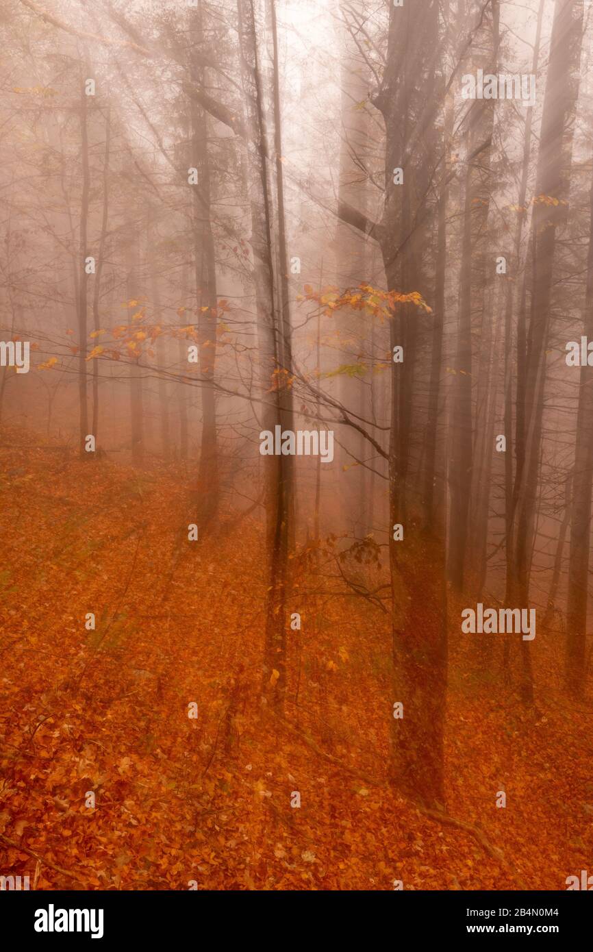 Autumn in the forest with moving zoom Stock Photo - Alamy