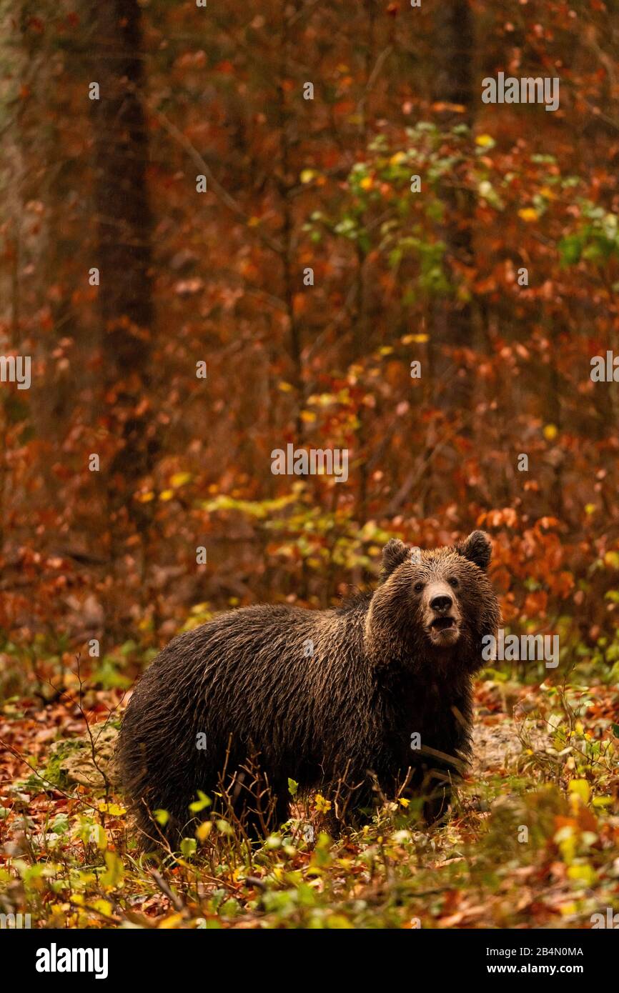 Bears in autumn hi-res stock photography and images - Alamy