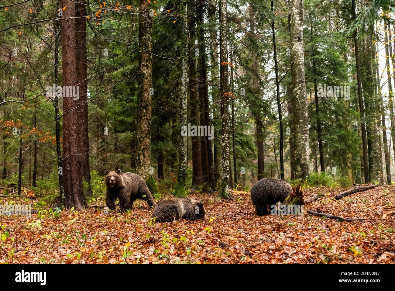 Bears in the forest hi-res stock photography and images - Alamy