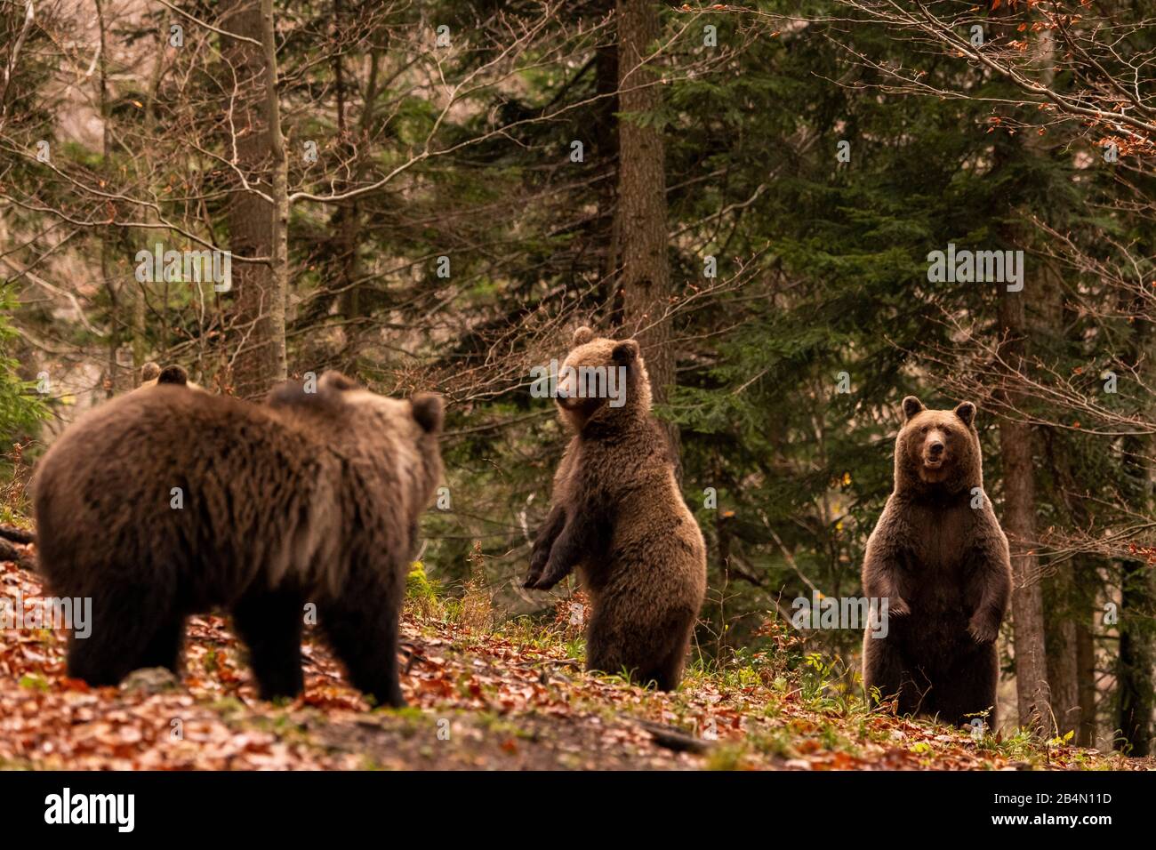 Wild brown bear in the forest Stock Photo - Alamy