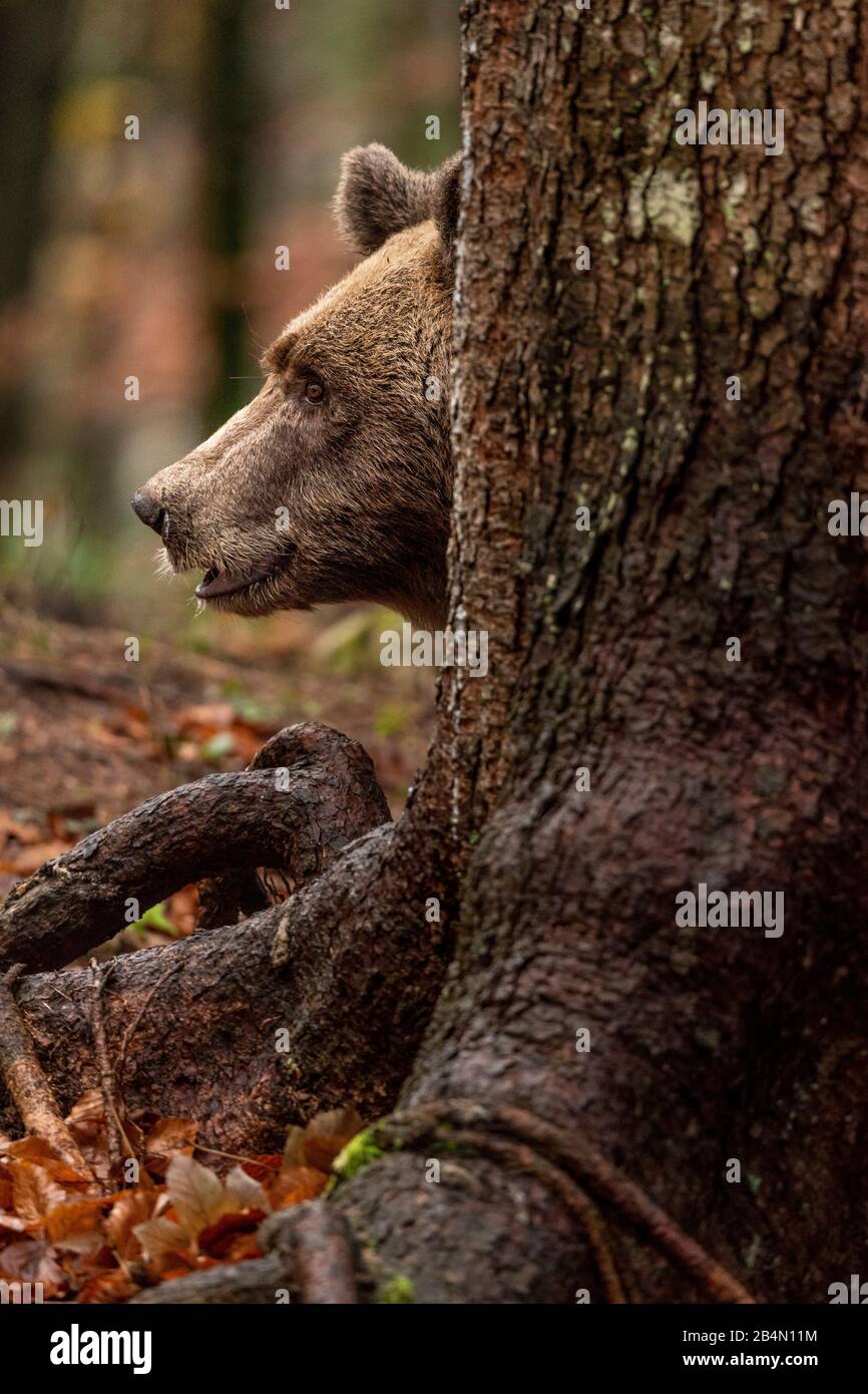 Wild brown bear in the Alps of Slovenia behind a tree trunk with roots ...