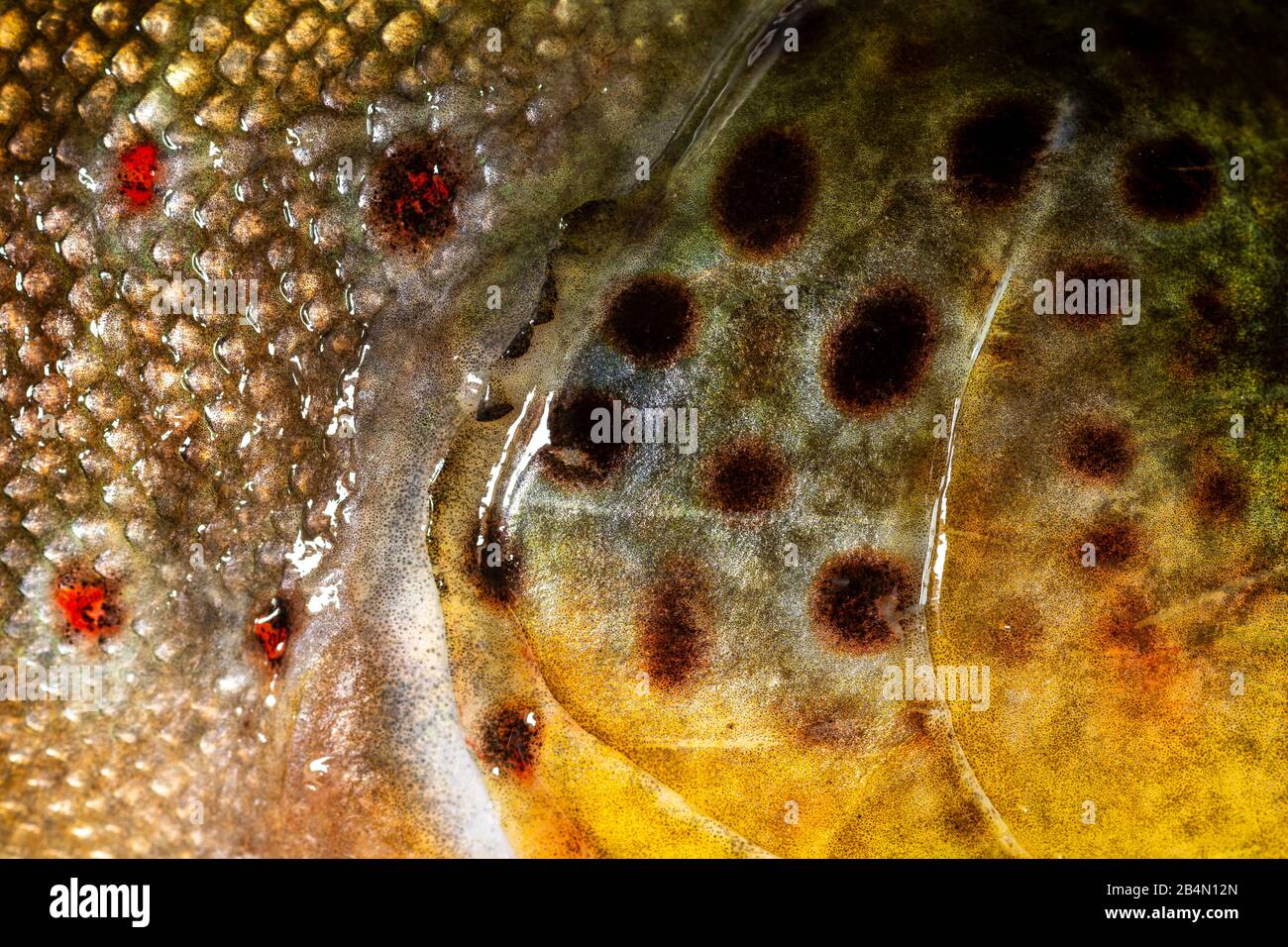 Fish skin pattern hi-res stock photography and images - Alamy