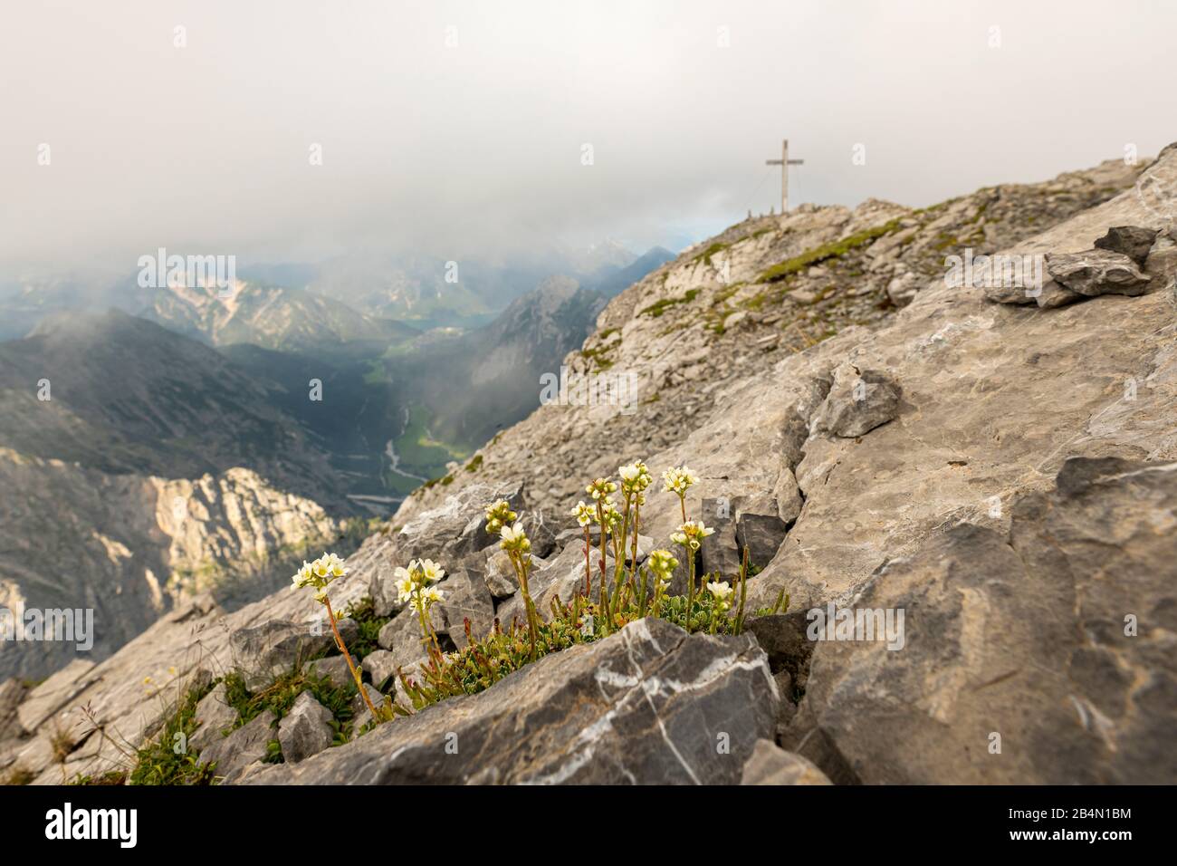 High elevation flowers hi-res stock photography and images - Alamy