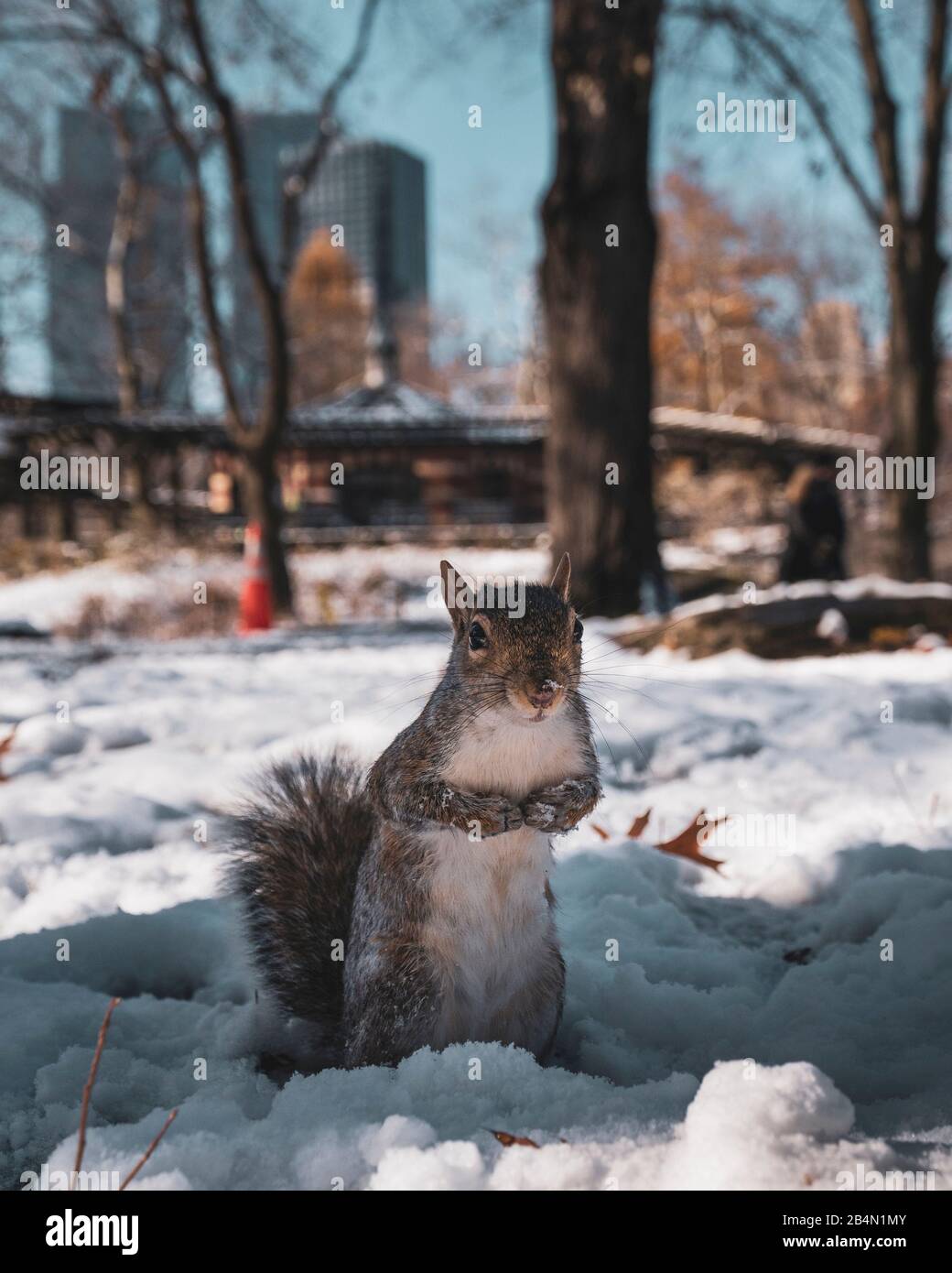 New york city squirrels hi-res stock photography and images - Alamy