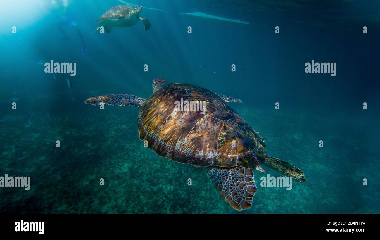 Mexico sea turtles hi-res stock photography and images - Alamy