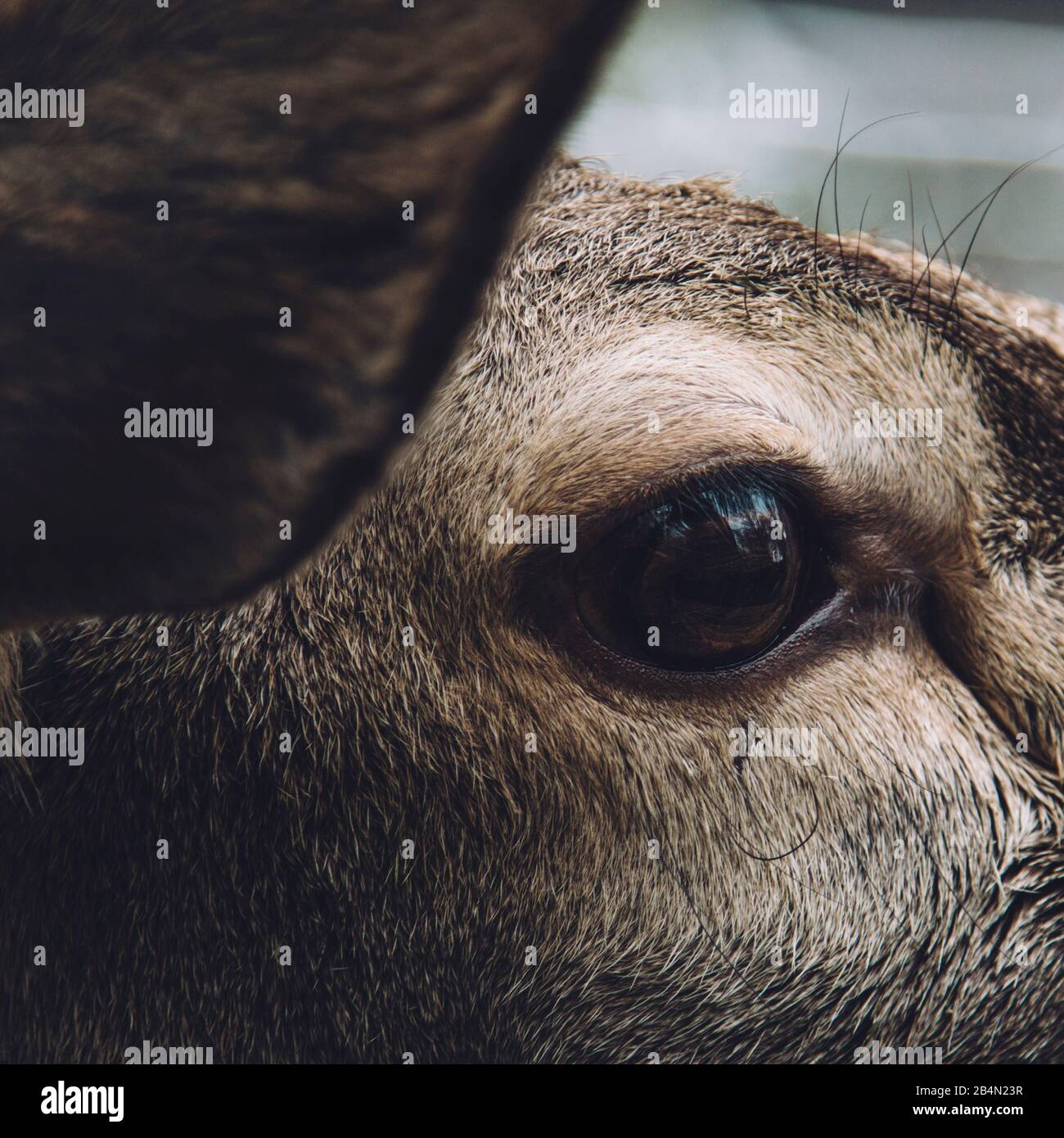 Red deer, detail, eye, close-up Stock Photo - Alamy