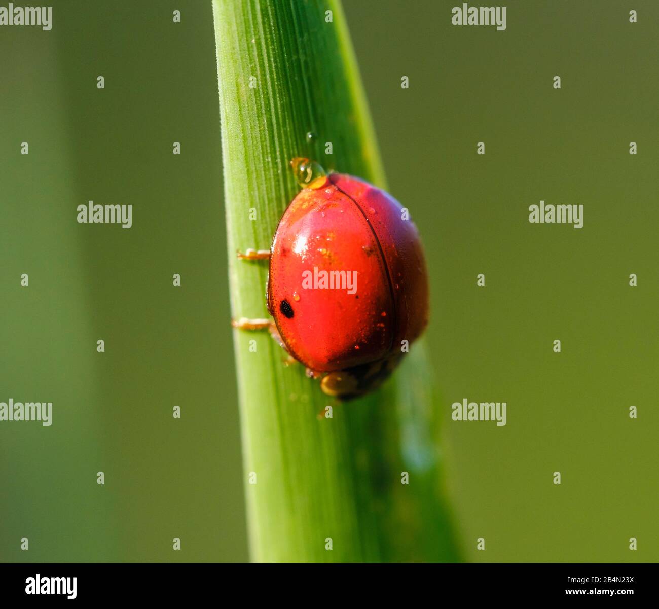 Asian ladybug (Harmonia axyridis), Bavaria, Germany Stock Photo - Alamy