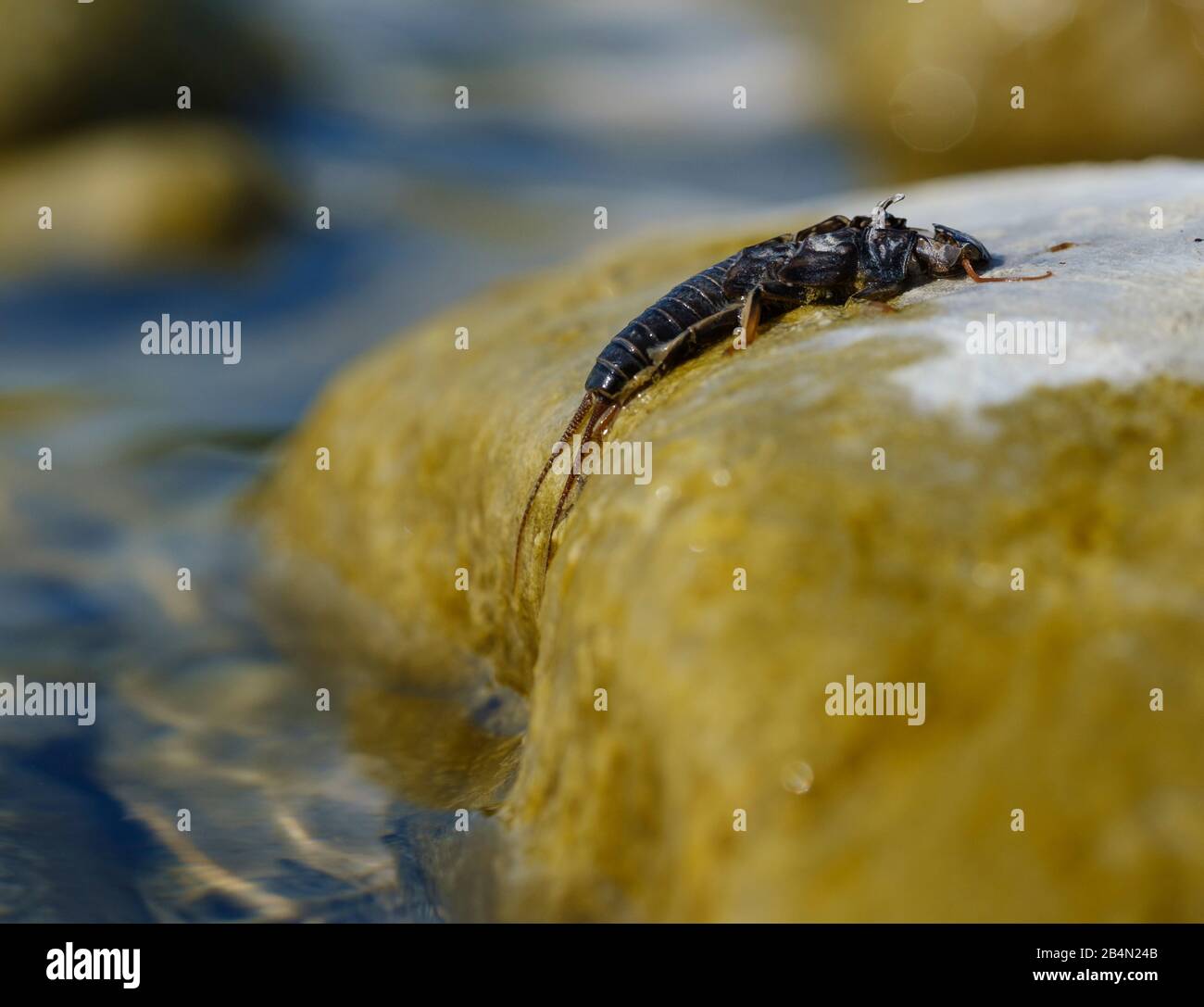 Exuvie of stone fly plecoptera on stone in isar hi-res stock ...