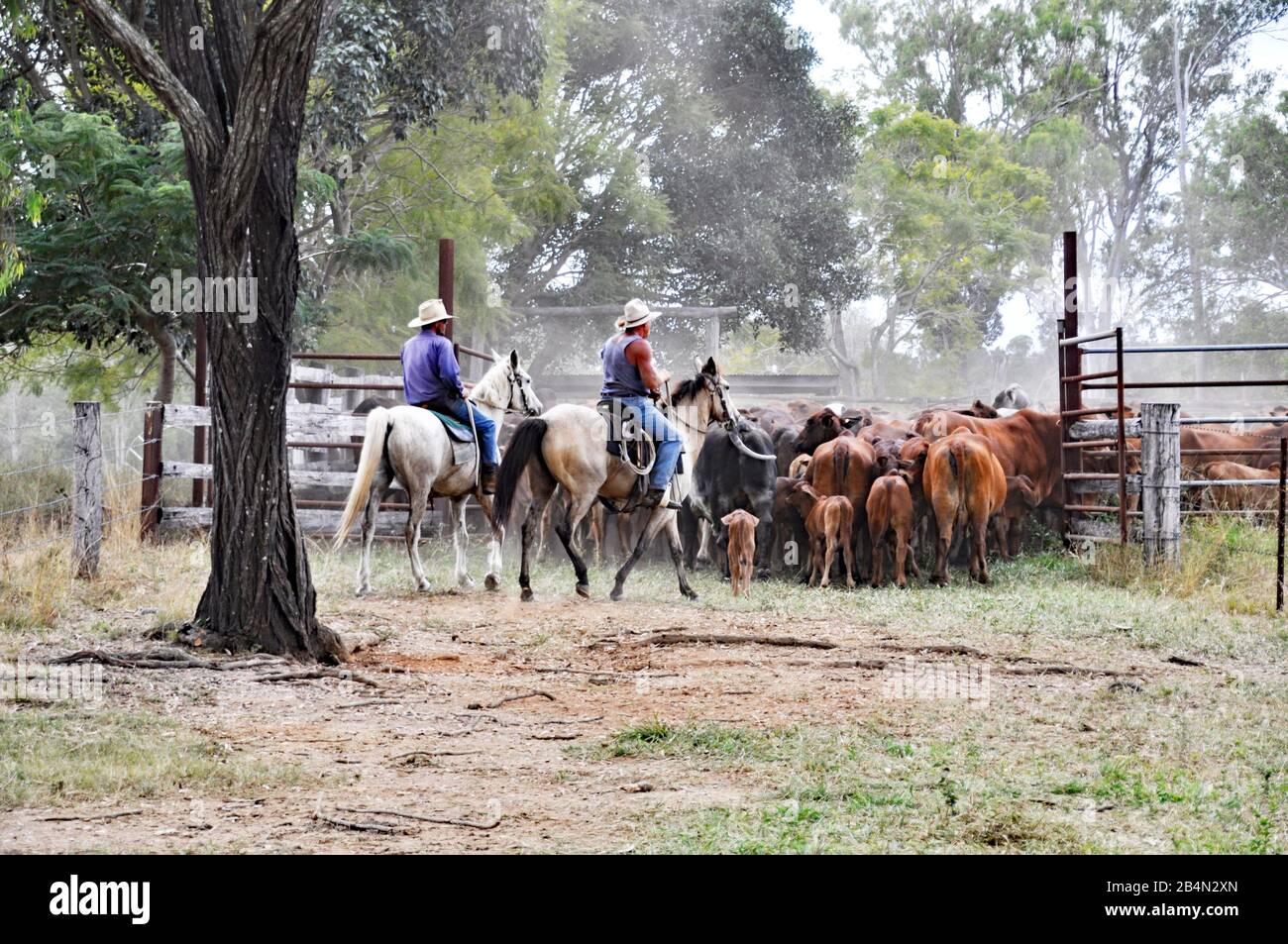 CATTLE STATION / RANCH WORK Stock Photo - Alamy