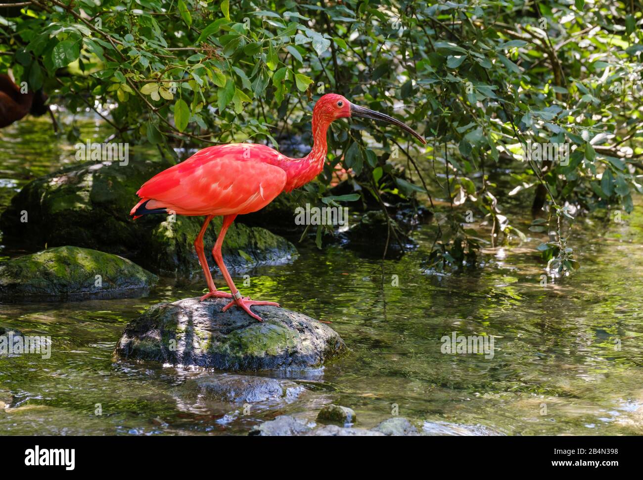 Red Ibis (Eudocimus ruber), native to South America, Hellabrunn Zoo ...