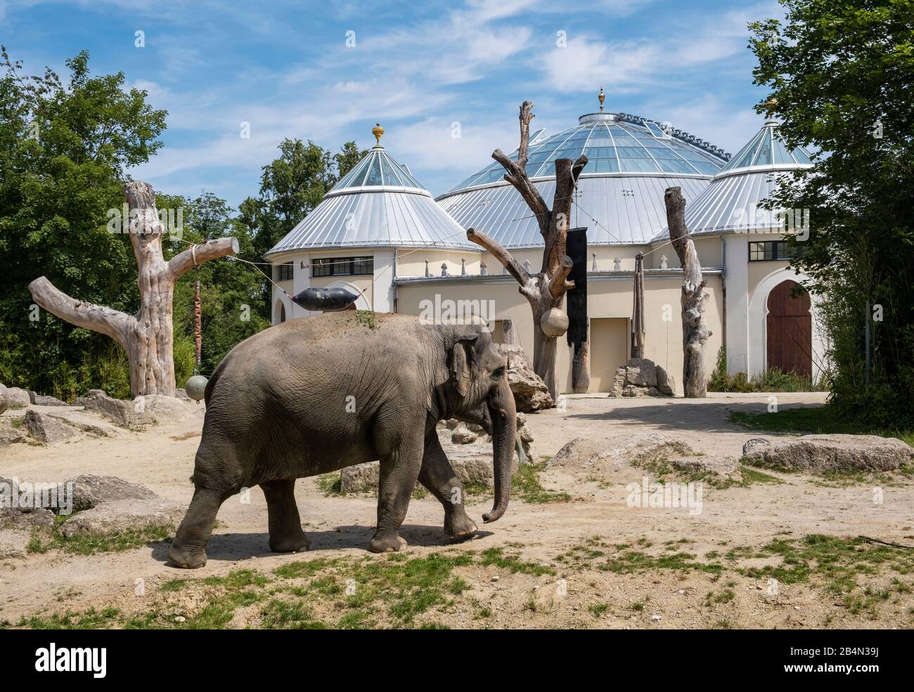 Asian elephant (Elephas maximus), Elefantenhaus, Hellabrunn Zoo, Munich ...
