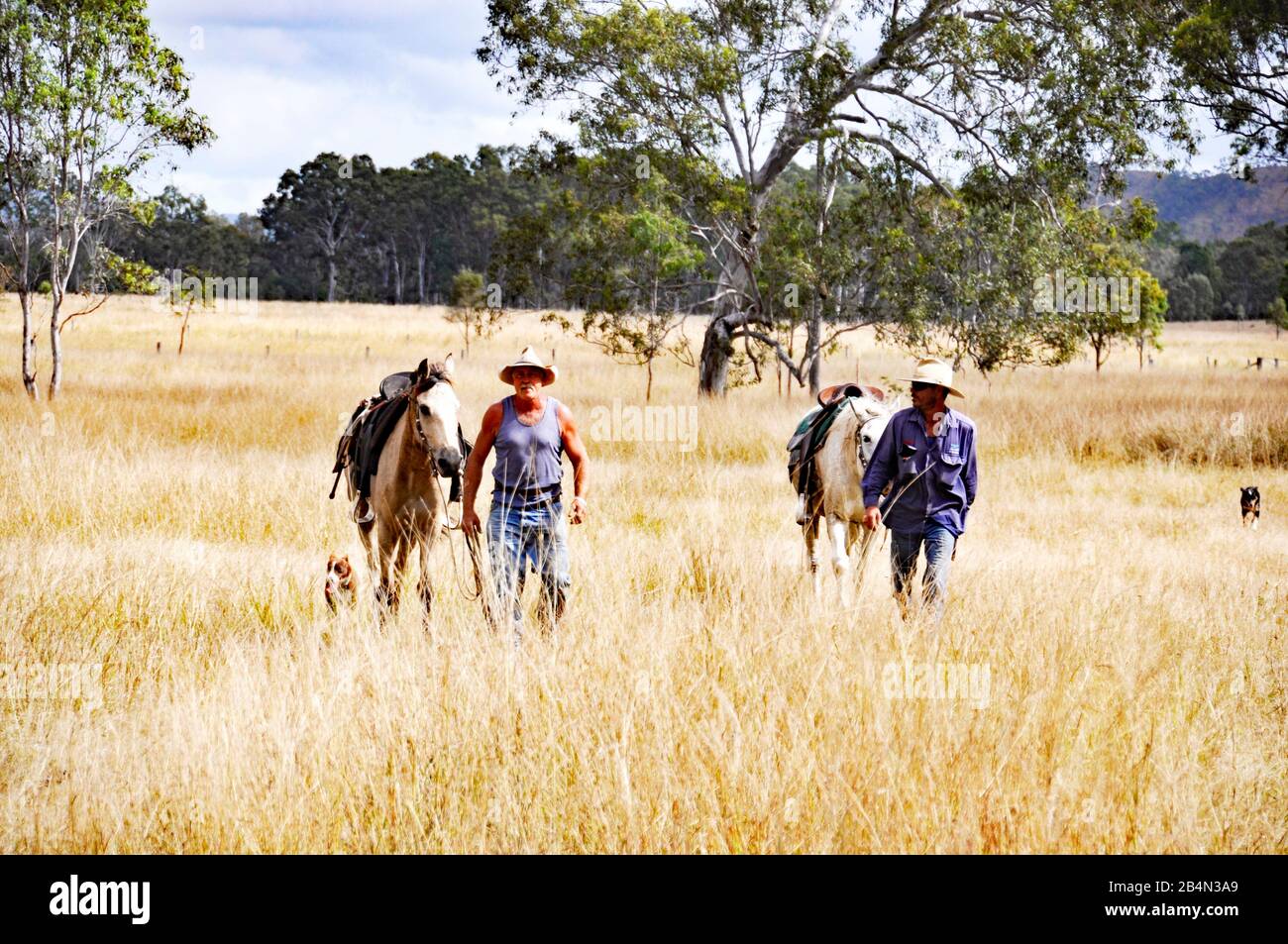 CATTLE STATION / RANCH WORK Stock Photo - Alamy