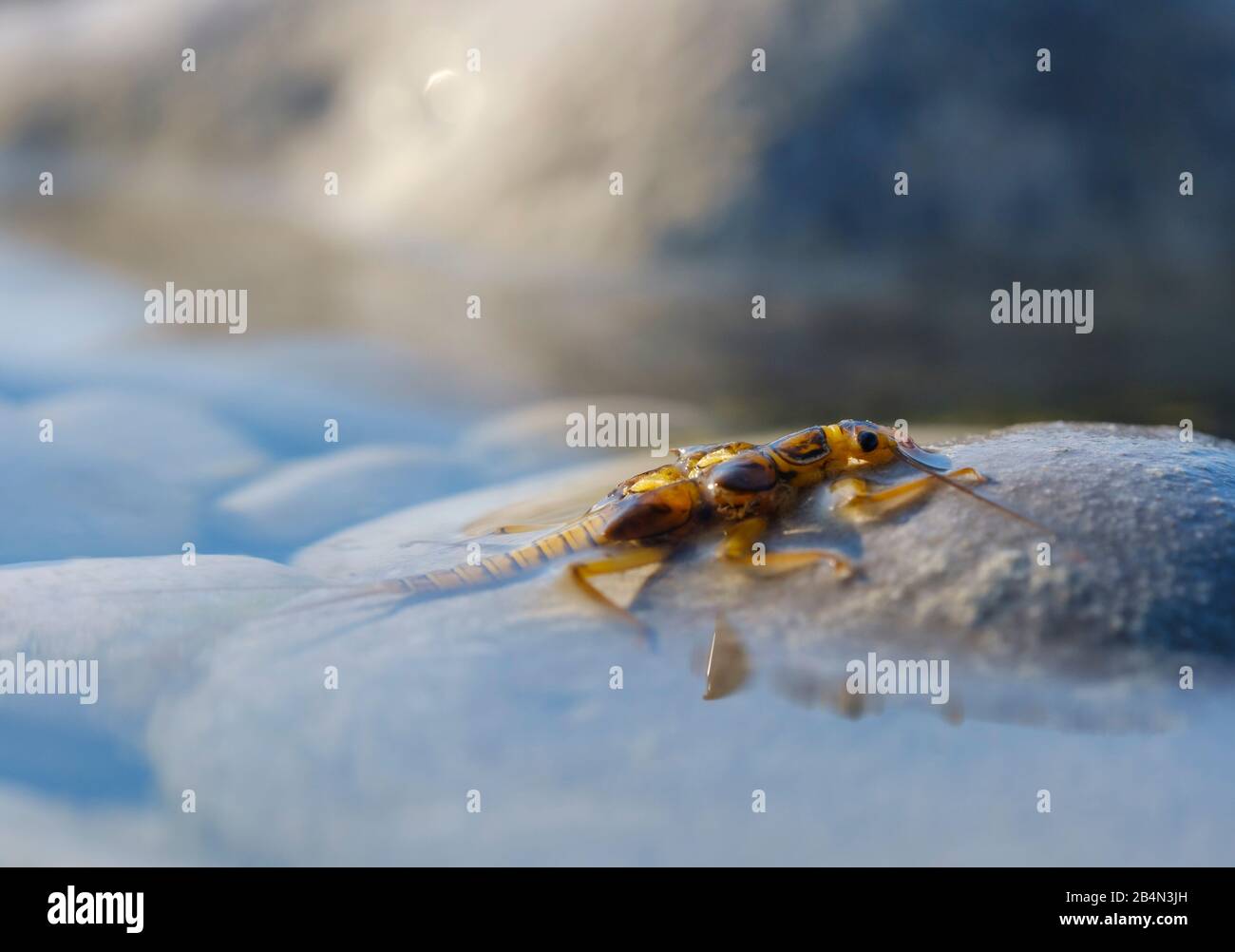 Larva of a stonefly plecoptera on stone in isar hi-res stock ...