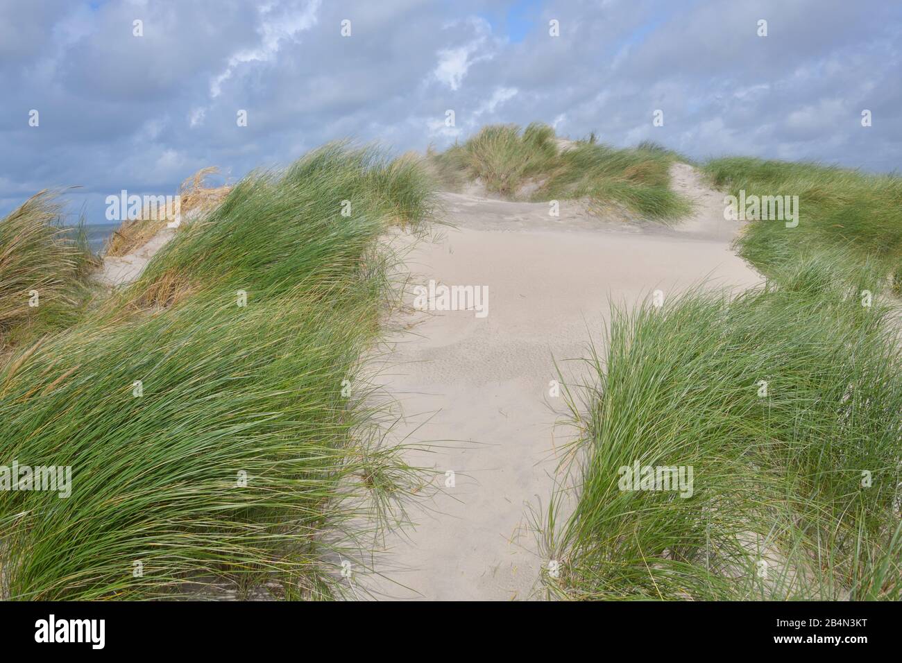 Dune landscape in the summer, Hvide Sande, Ringkobing Fjord, North Sea ...
