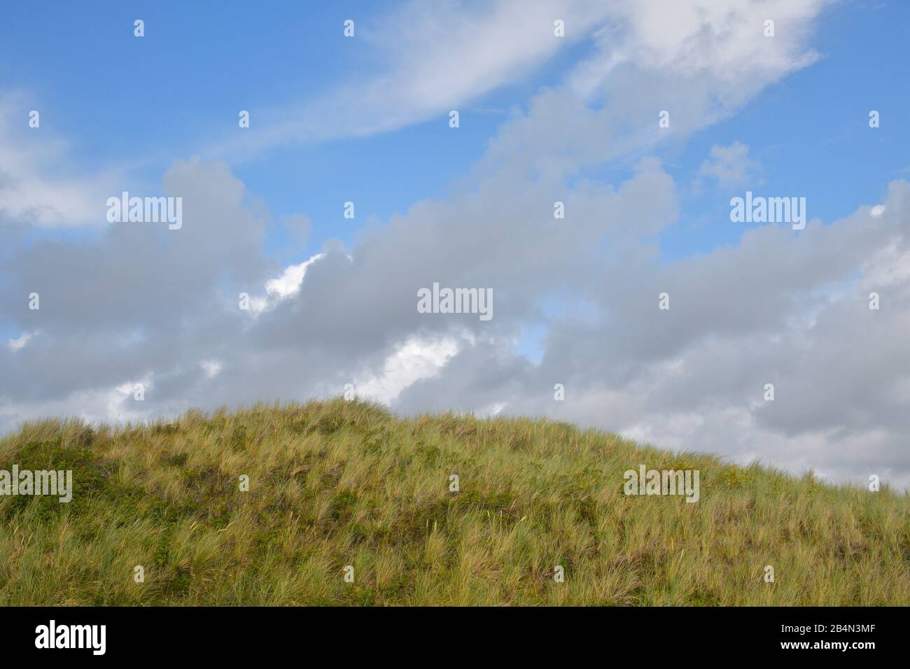 Dune landscape in the summer, Hvide Sande, Ringkobing Fjord, North Sea ...