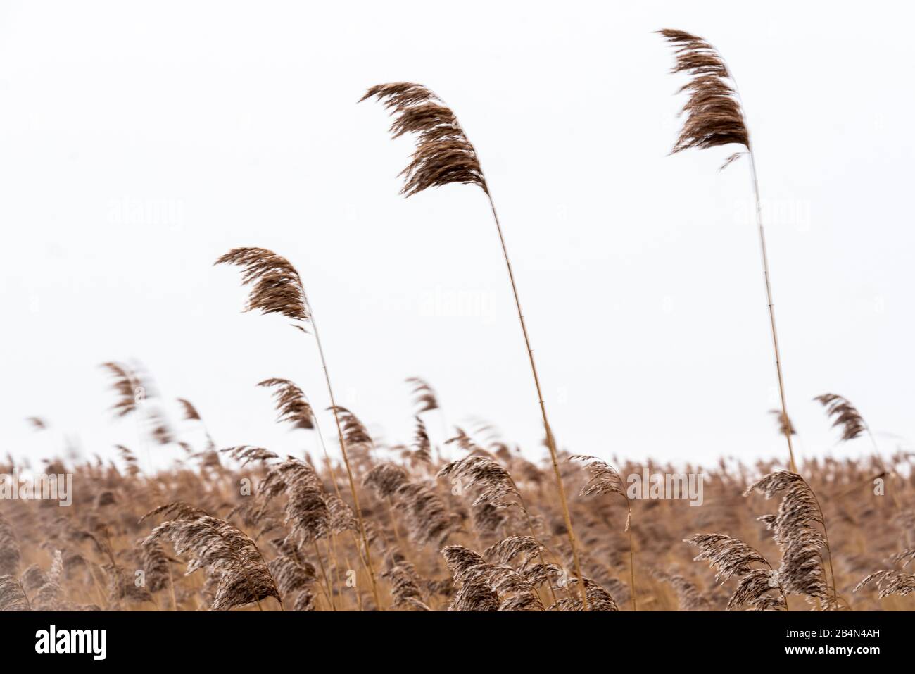 Sea of reeds hi-res stock photography and images - Alamy