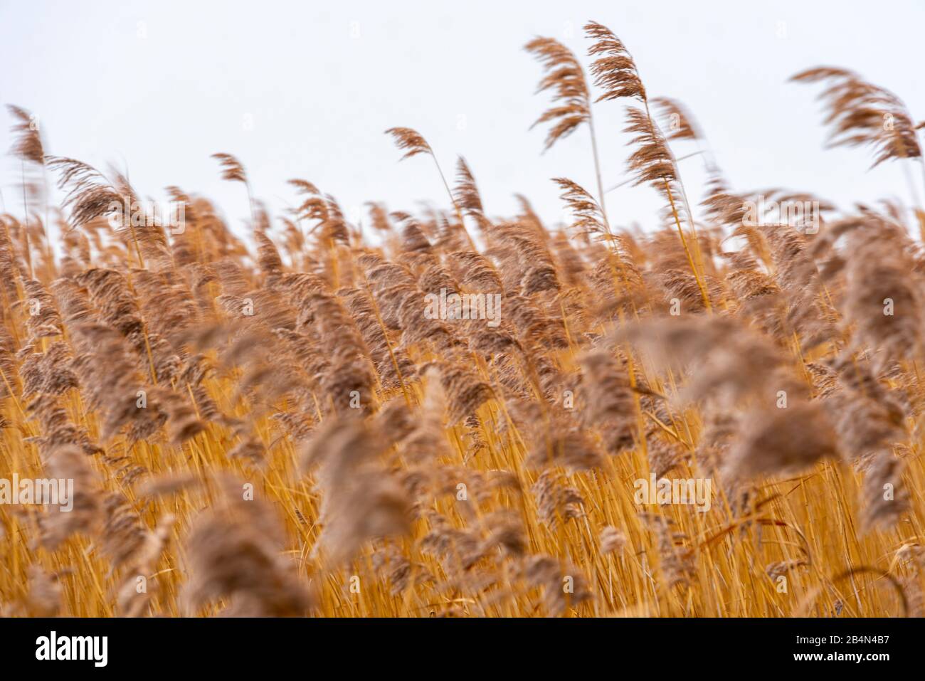 Sea of reeds hi-res stock photography and images - Alamy