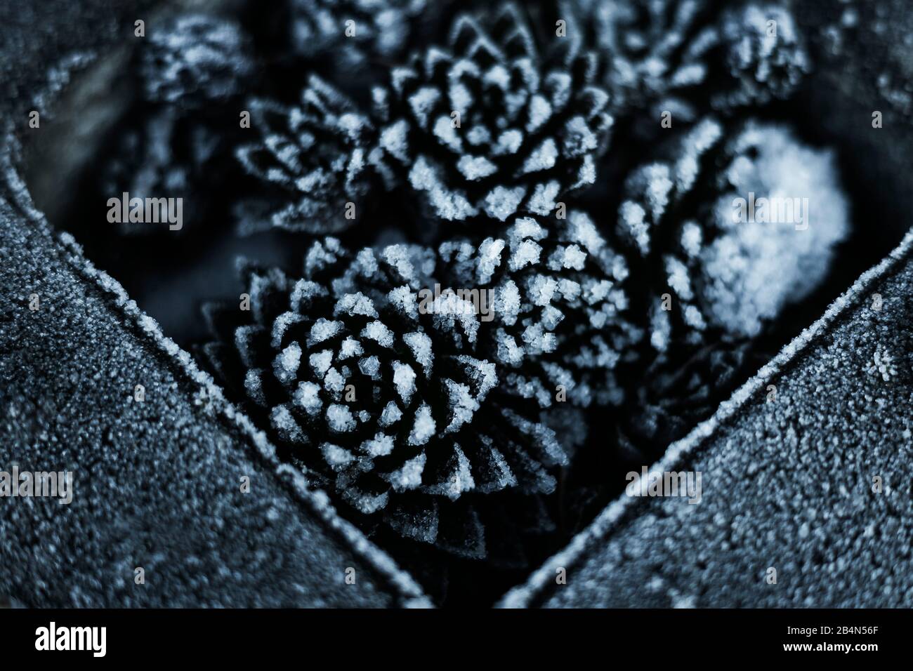 Ice crystals on a houseleek, close-up Stock Photo - Alamy