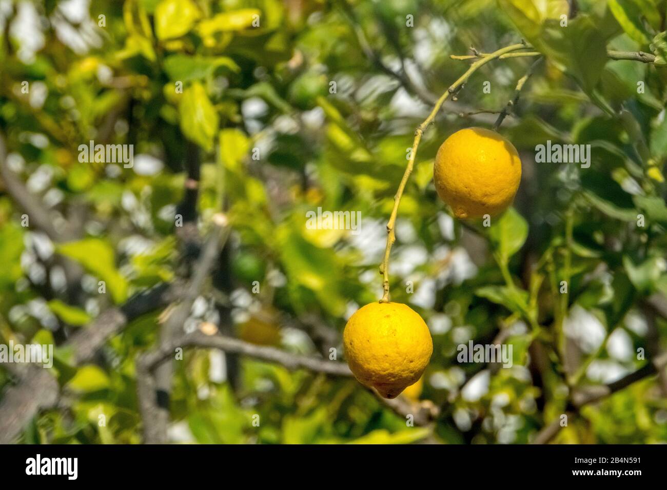 Citrus sp hi-res stock photography and images - Alamy