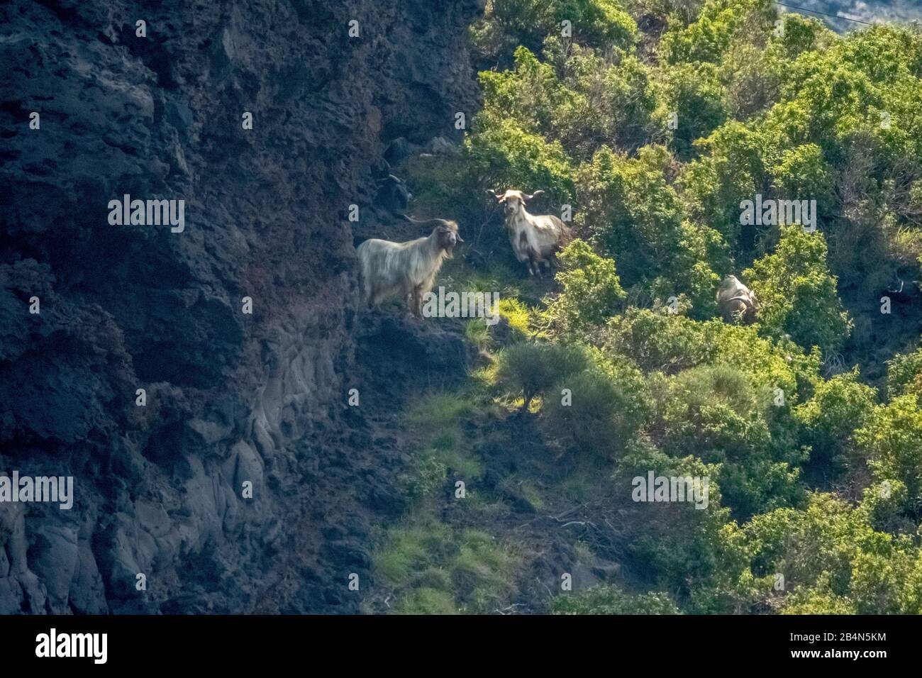 Stromboli volcano and goats on wooded slope, Lipari, Aeolian Islands ...