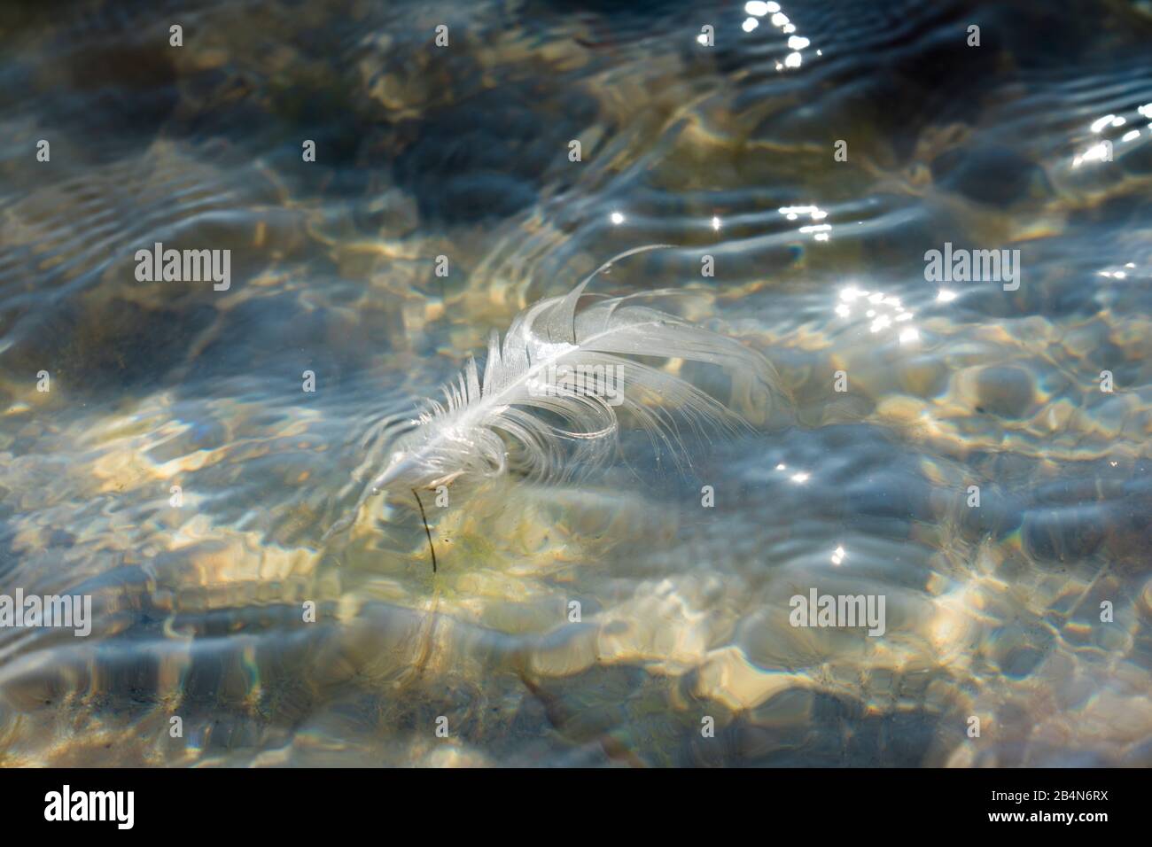 Sea feather hi-res stock photography and images - Alamy
