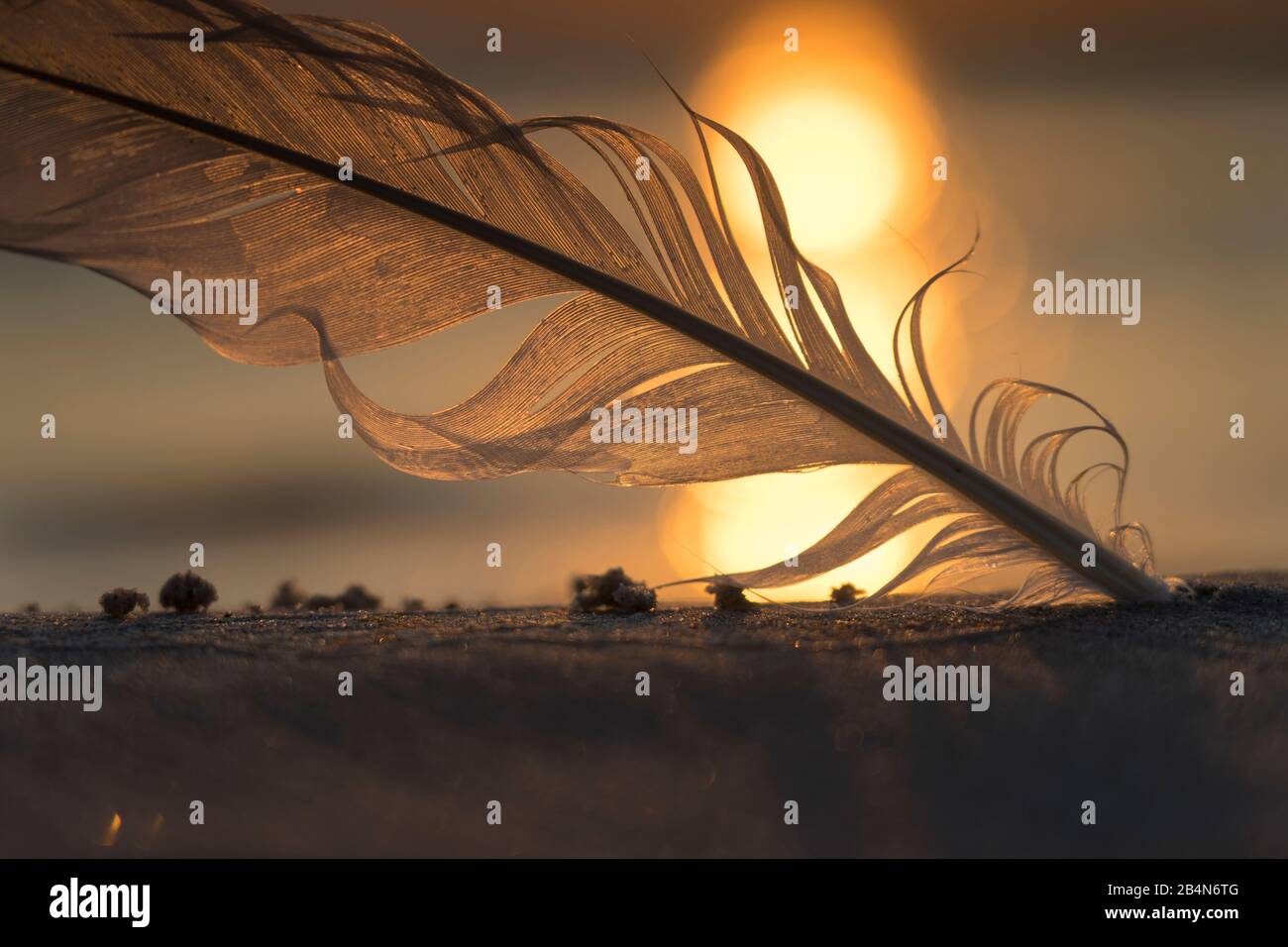 A feather on the beach of the Baltic Sea with setting sun and sun ...