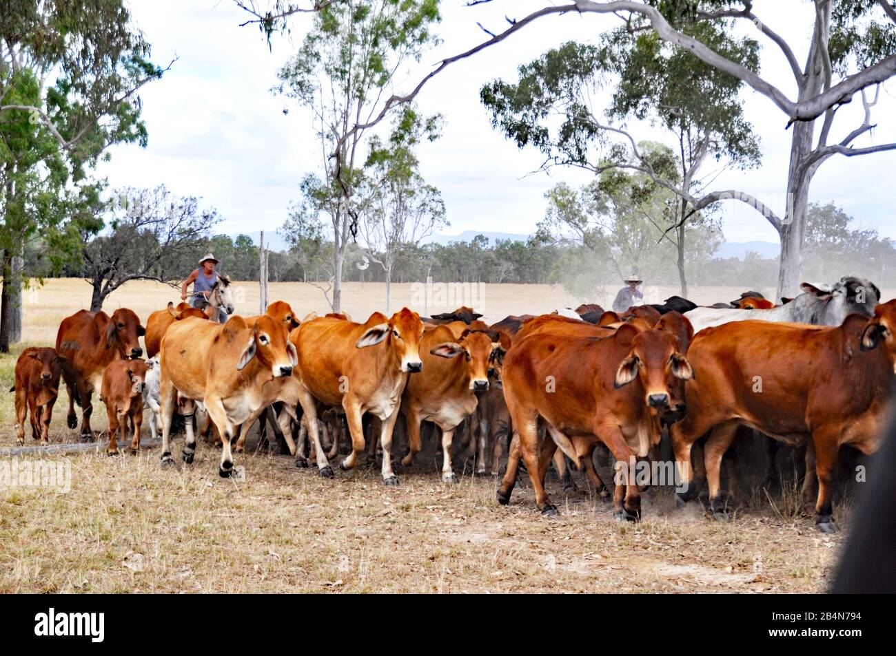 CATTLE STATION / RANCH WORK Stock Photo - Alamy