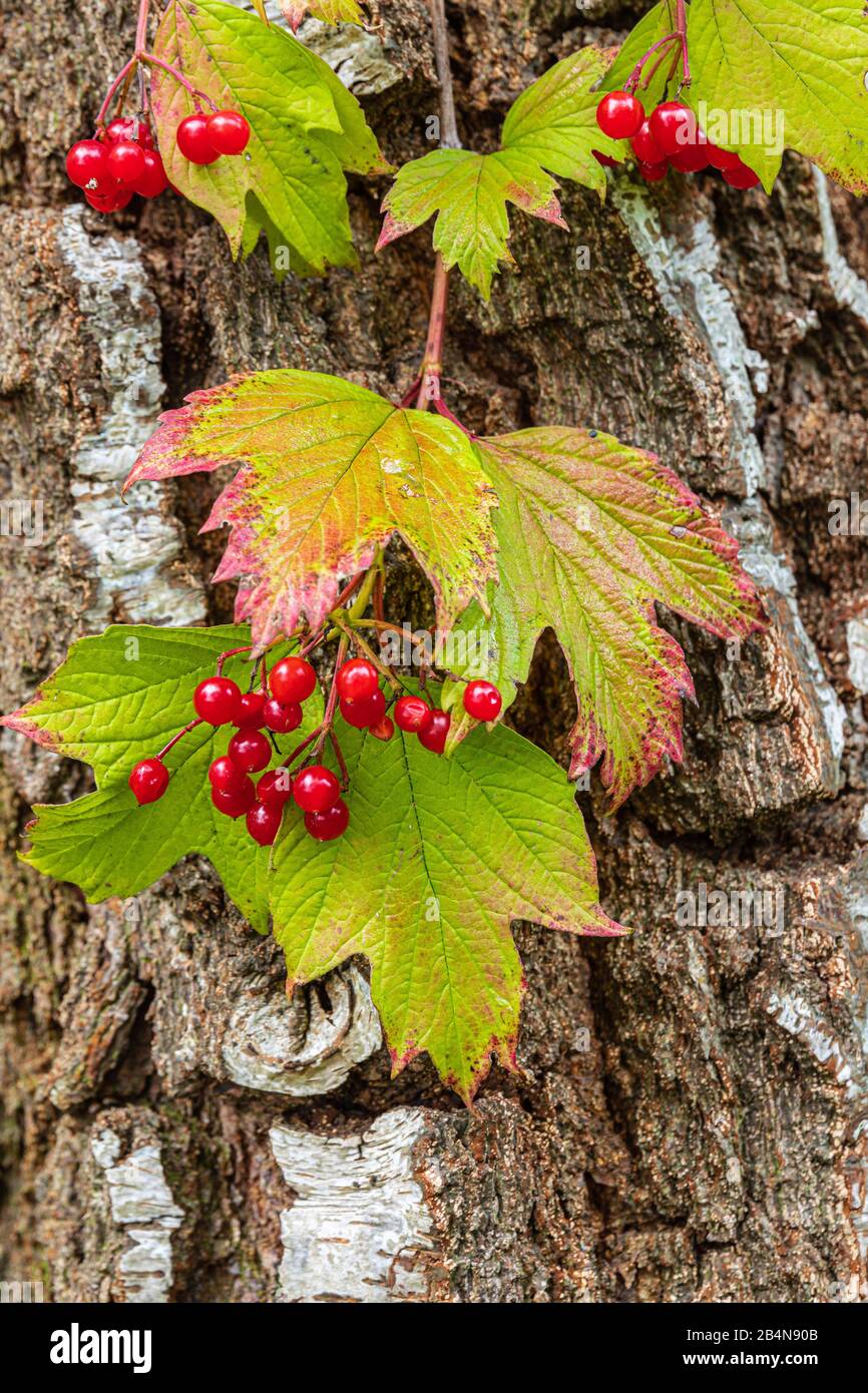 Common snowball, Viburnum opulua Stock Photo - Alamy
