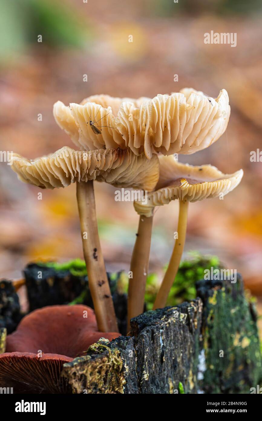 Mushrooms in the forest, group of mushrooms, natural environment Stock ...
