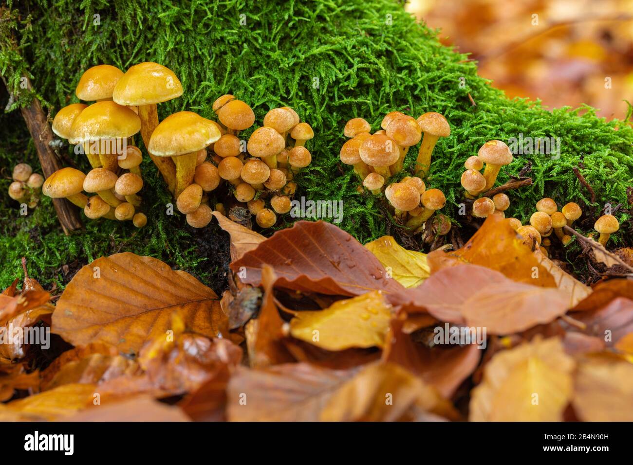 Fungi in the natural environment hi-res stock photography and images ...