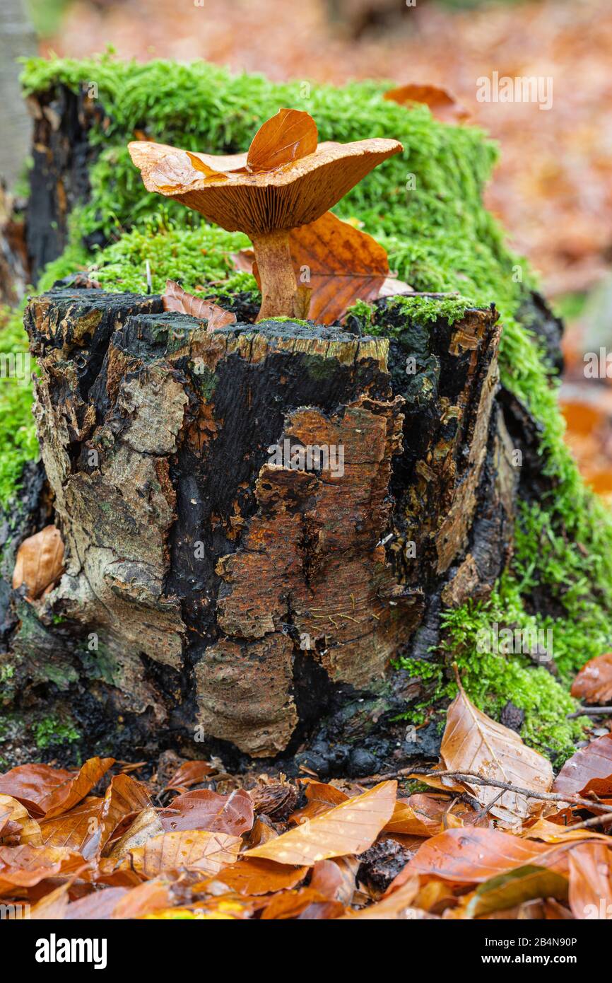Mushrooms in the forest, group of mushrooms, natural environment Stock ...