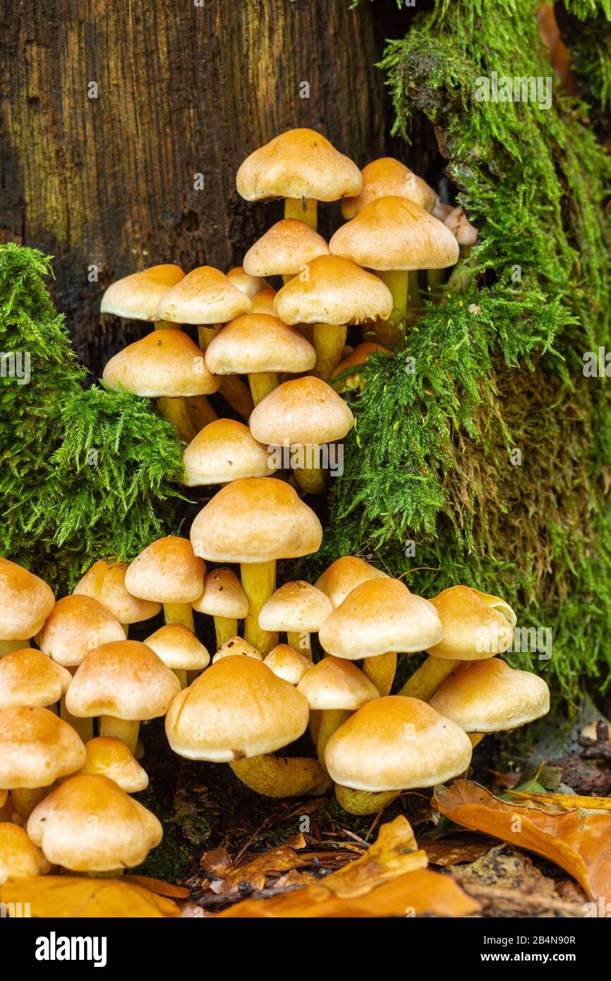 Mushrooms in the forest, group of mushrooms, natural environment Stock ...
