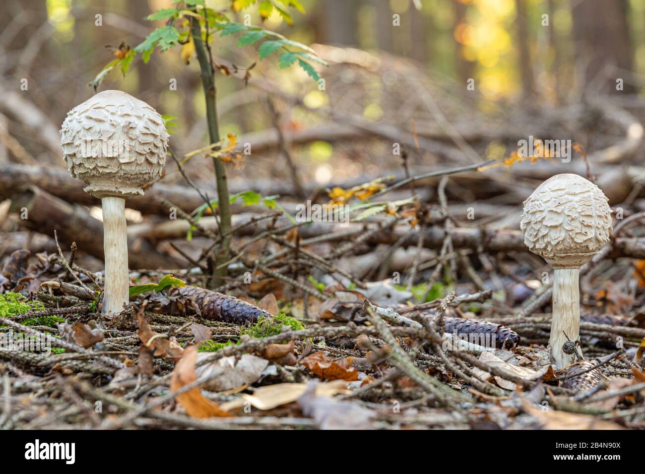 Shaggy parasol (Chlorophyllum rachodes Stock Photo - Alamy