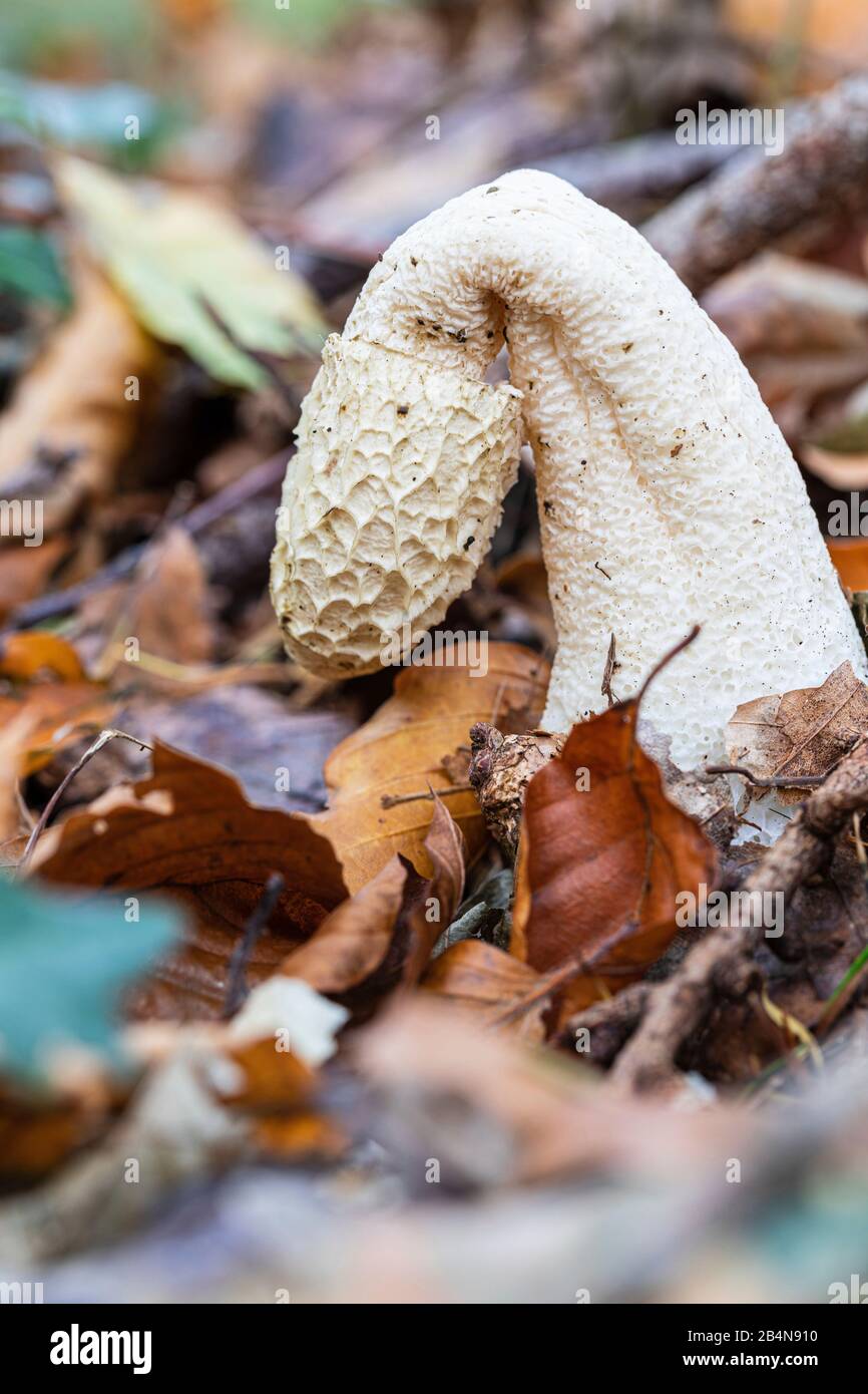 Common stinkhorn, Phallus impudicus (Phallaceae Stock Photo - Alamy