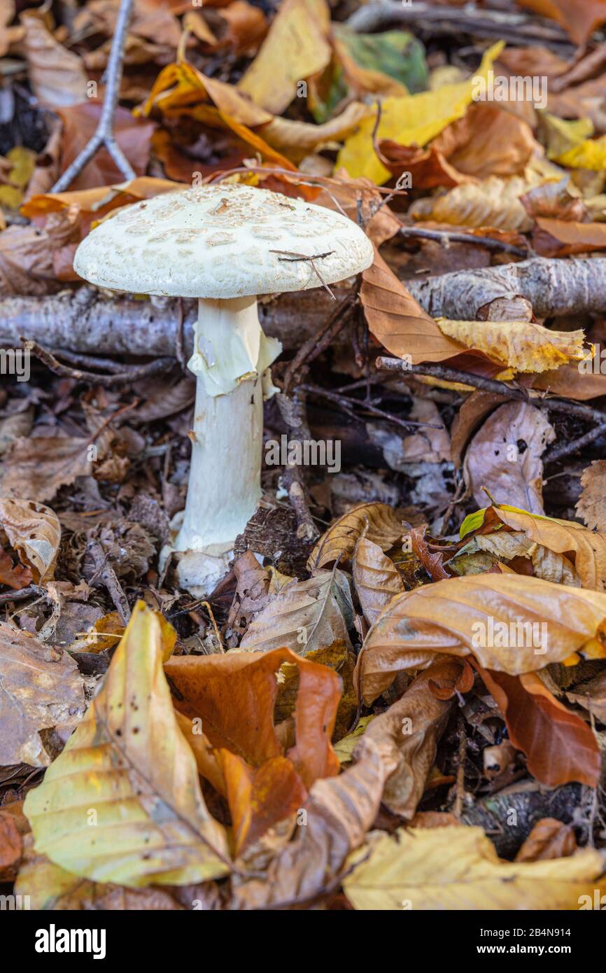 Shaggy parasol (Chlorophyllum rachodes Stock Photo - Alamy